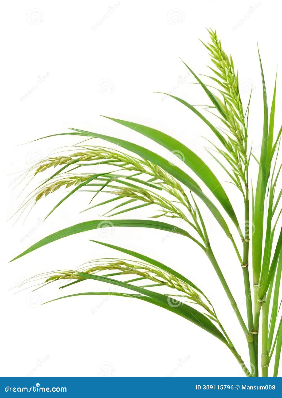 Fresh Rice Leaves Isolated on White Background Stock Illustration ...