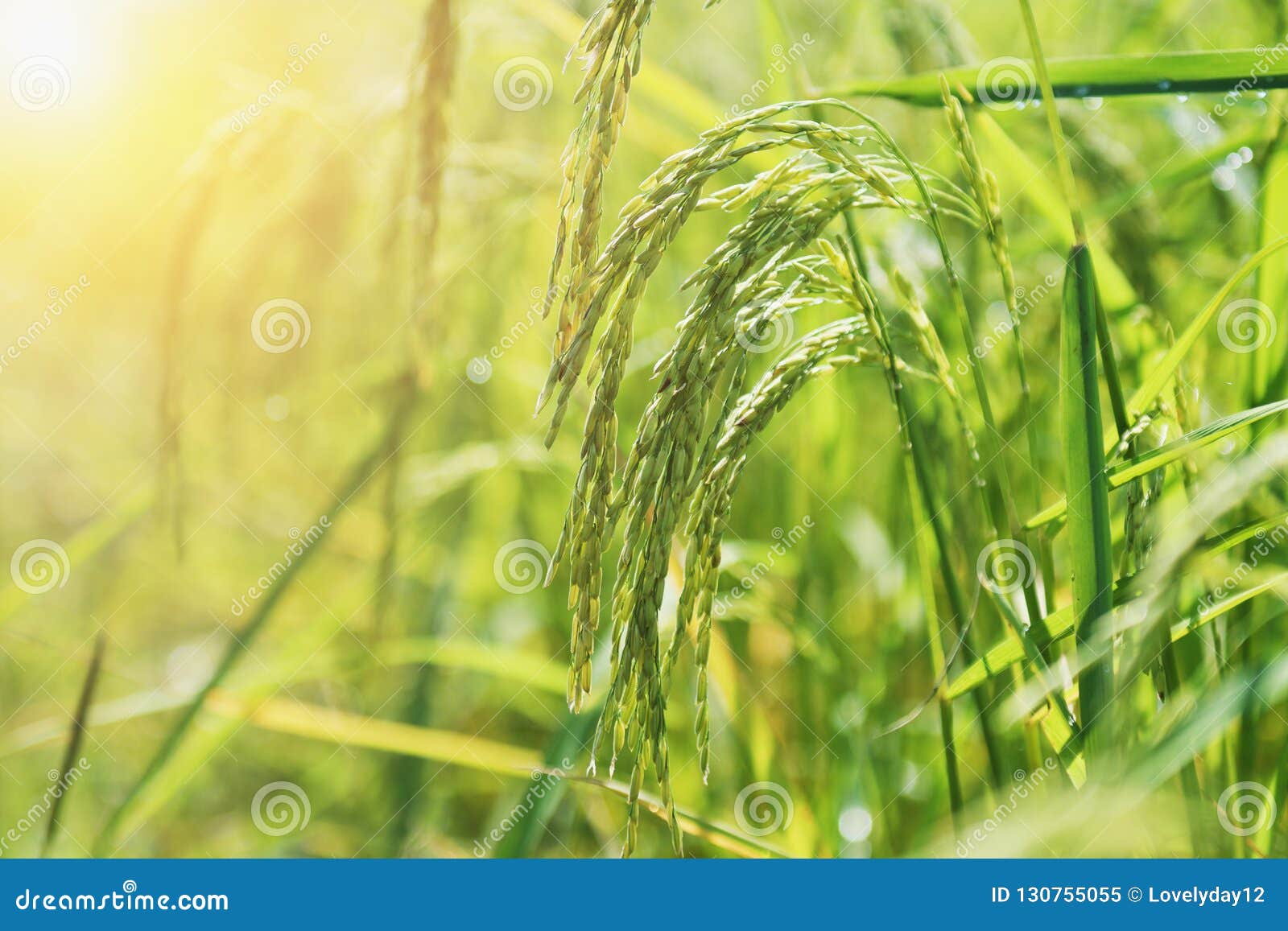 Fresh rice paddy in field stock image. Image of crop - 130755055