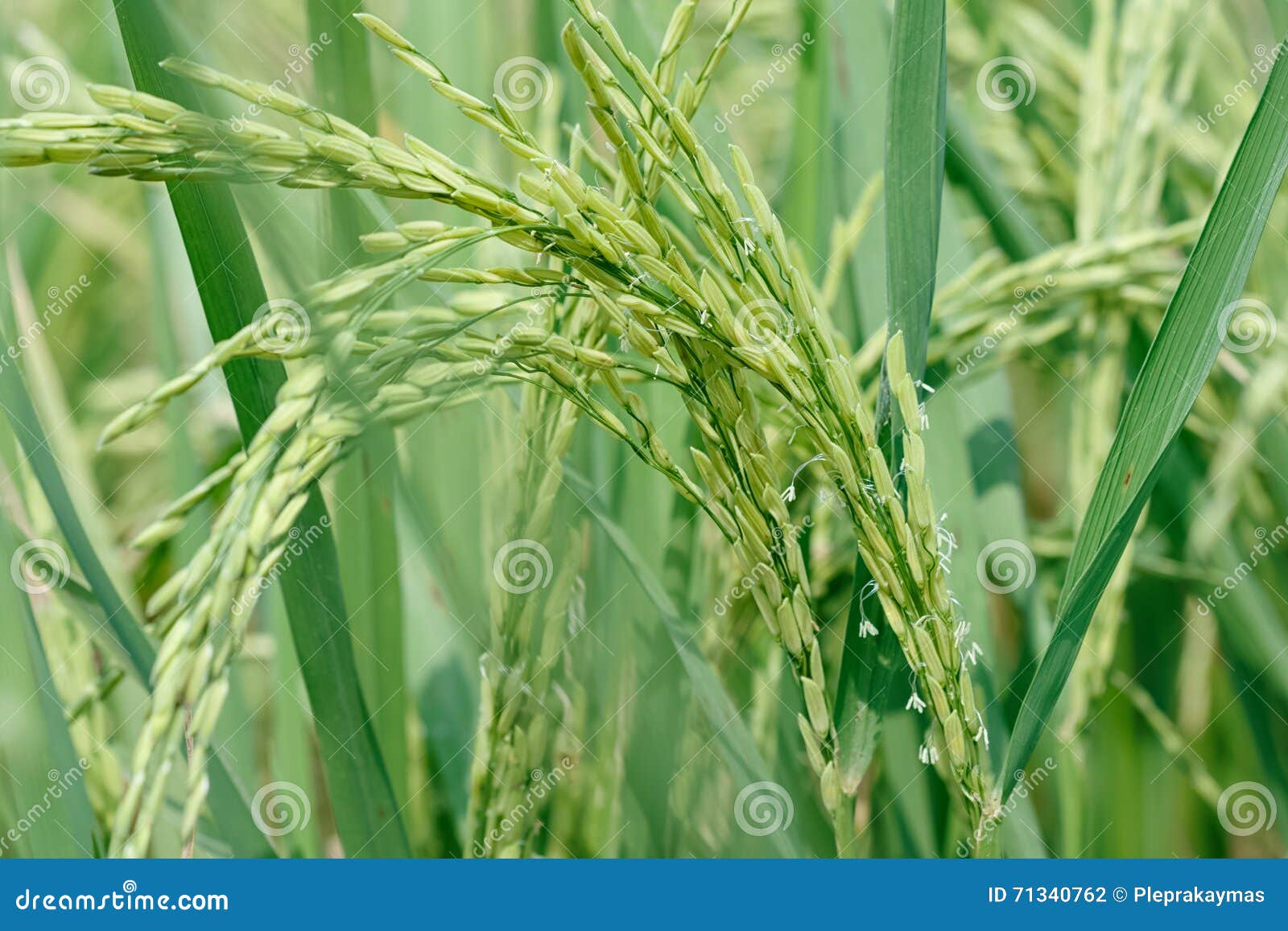 Fresh Rice Paddy in the Rice Field Stock Photo - Image of grow, africa ...