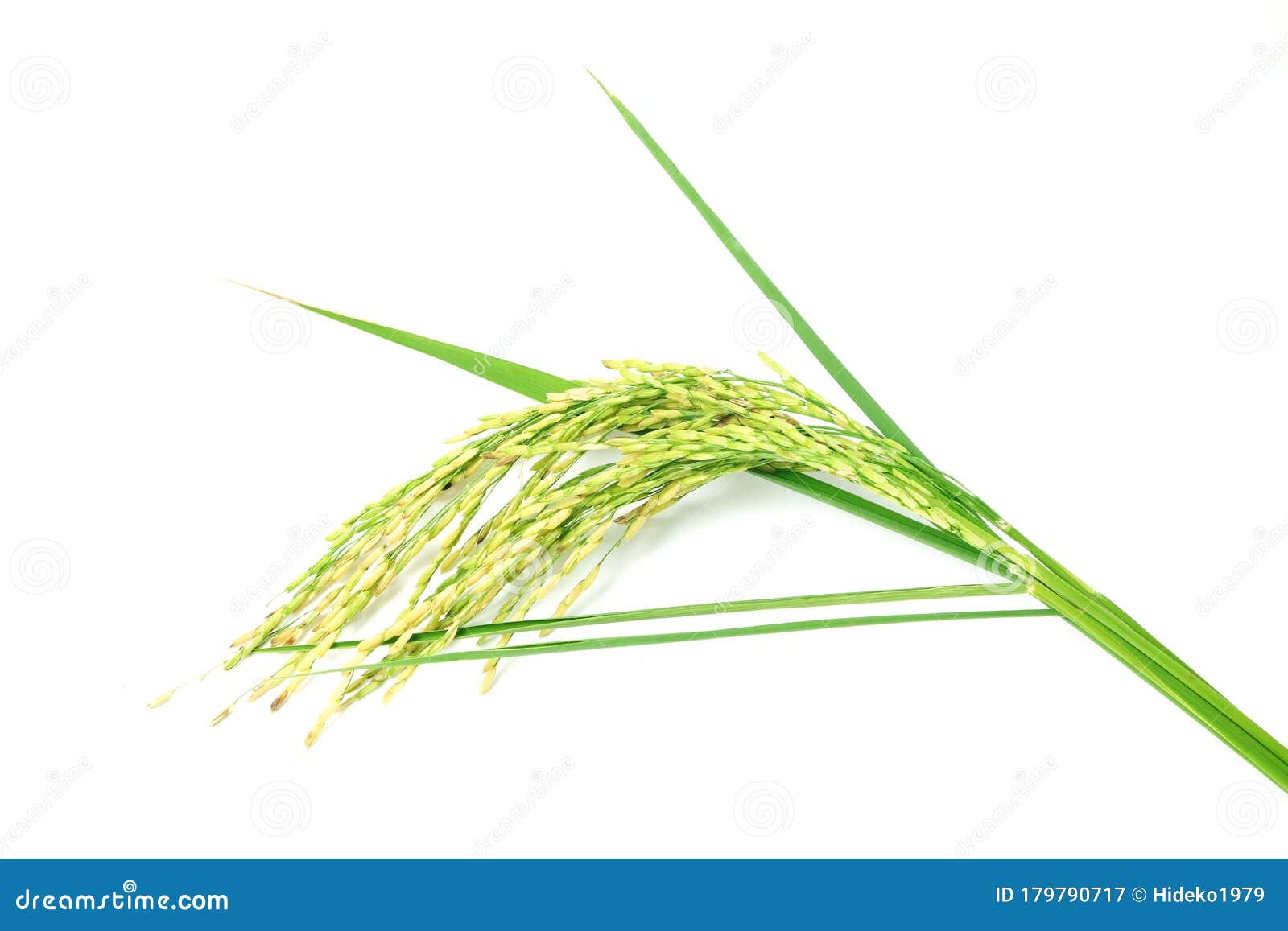 Fresh rice plant stock image. Image of branch, group - 179790717