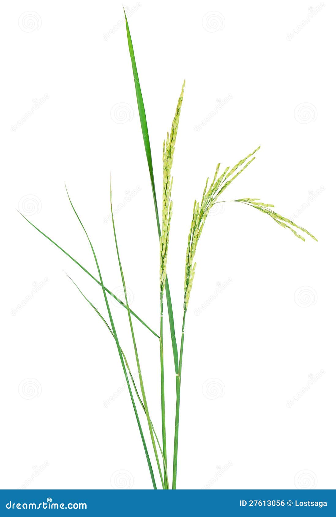 Fresh Rice Plant Isolated on White Stock Photo - Image of macro, ripe ...