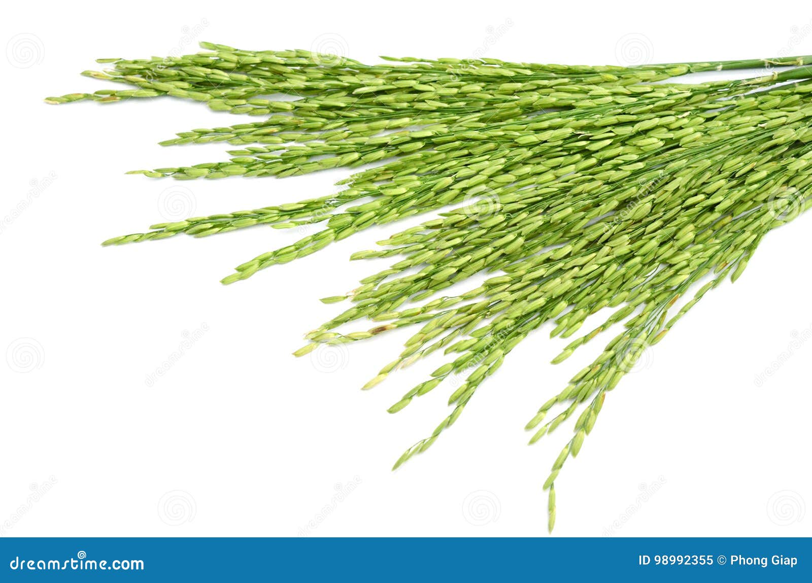 Fresh Rice Plant Isolated on White Stock Image - Image of important ...