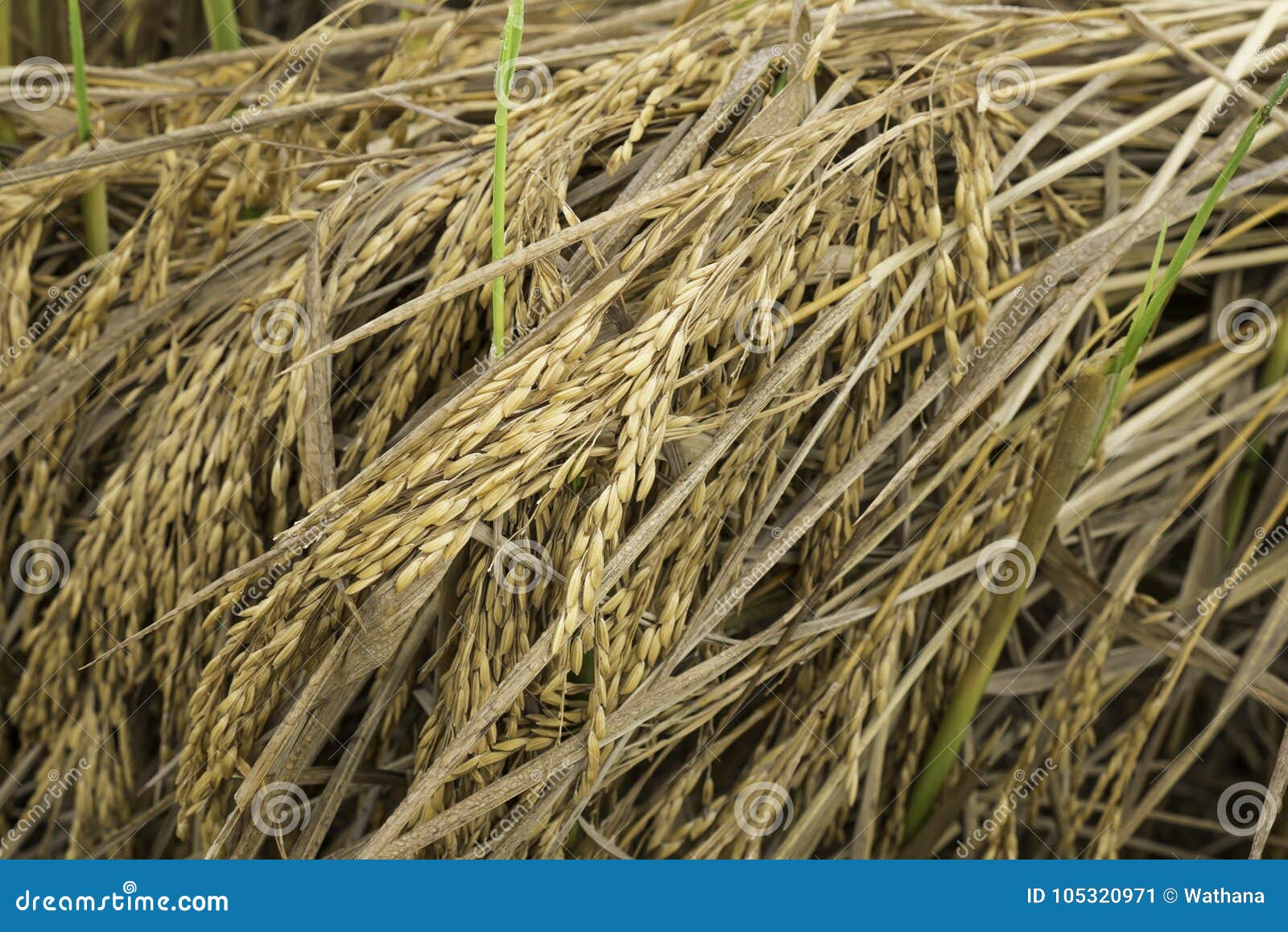 Fresh Rice Spike And Grain In The Field Waiting For Collecting Process ...