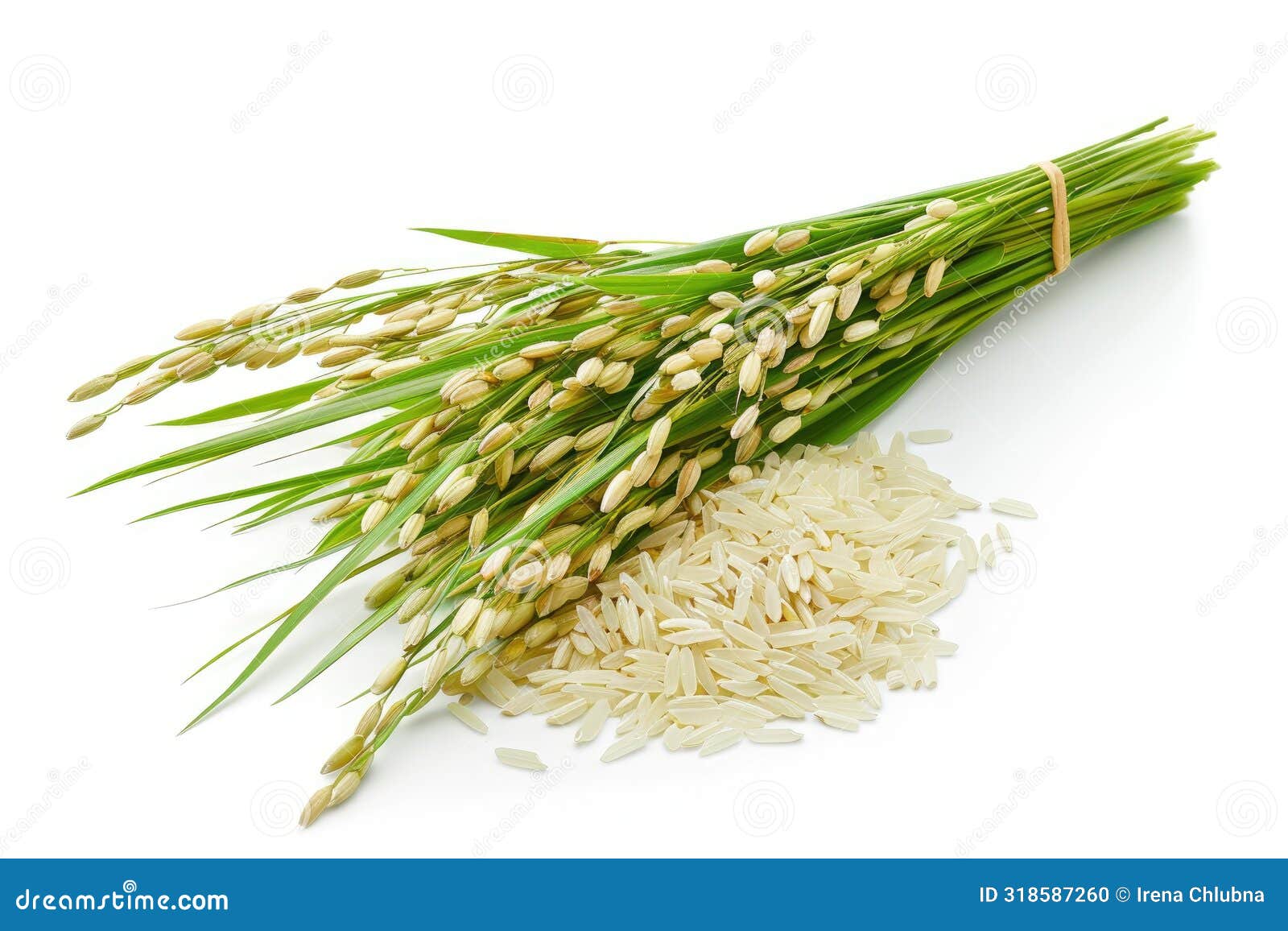 Fresh Rice Spike on a White Background Stock Illustration ...