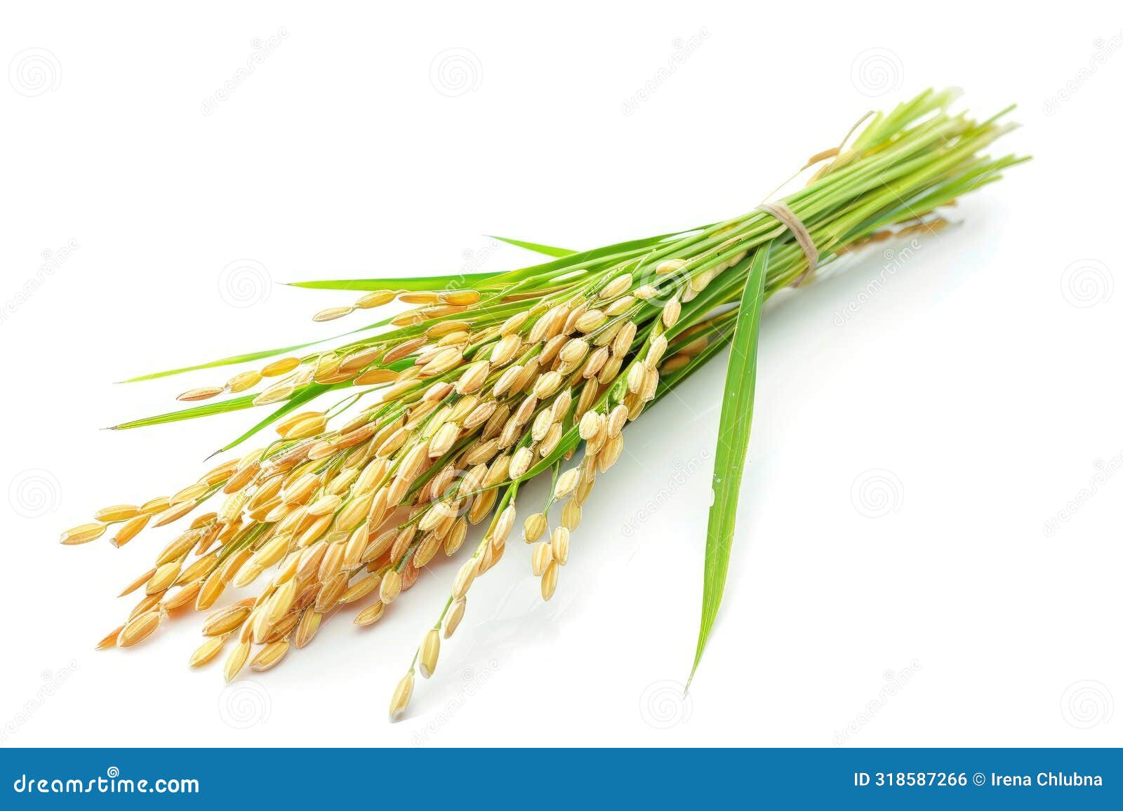 Fresh Rice Spike on a White Background Stock Illustration ...