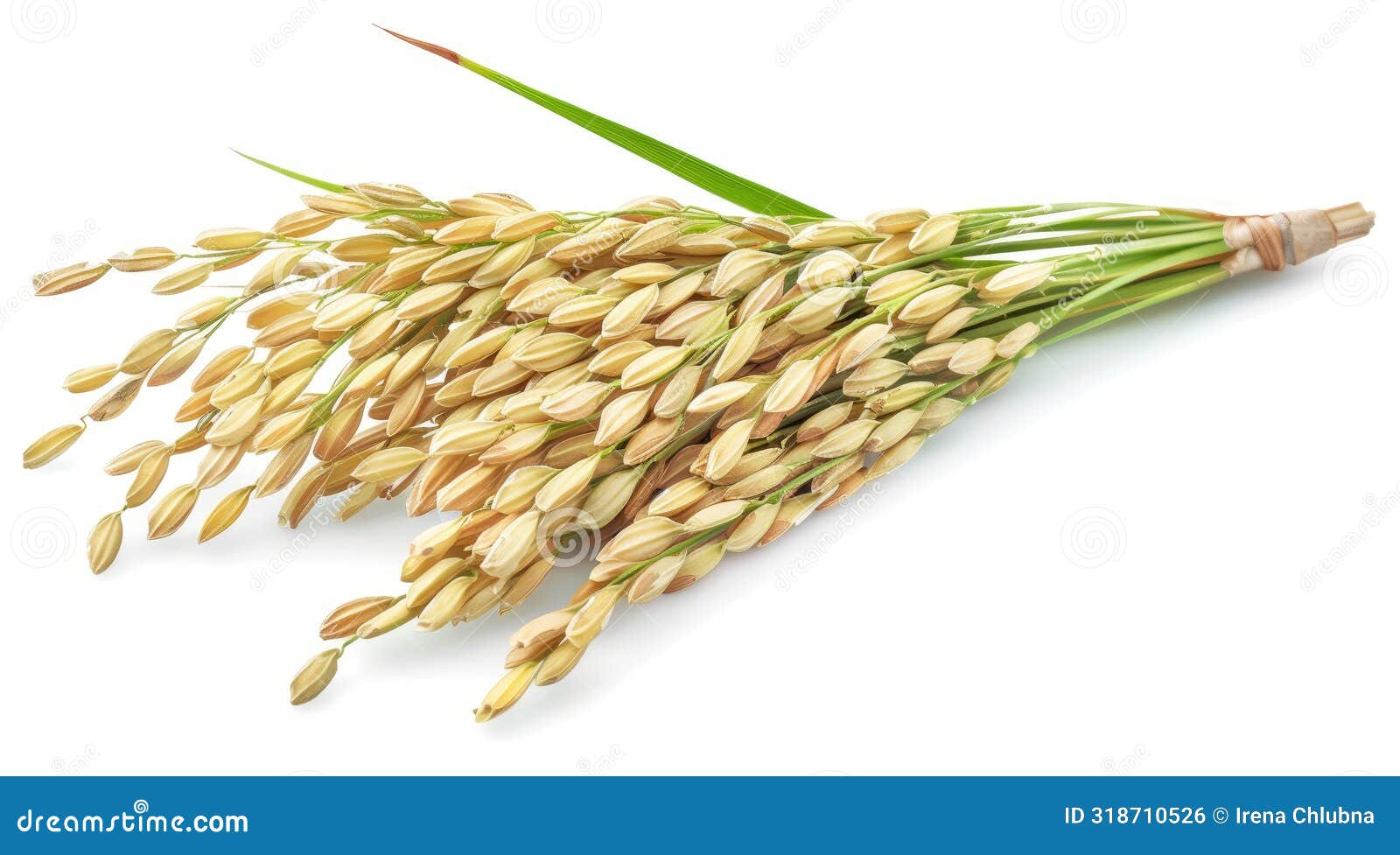 Fresh Rice Spike on a White Background Stock Illustration ...