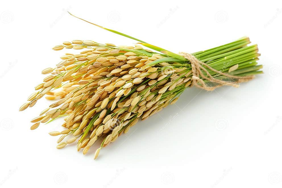 Fresh Rice Spike on a White Background Stock Illustration ...