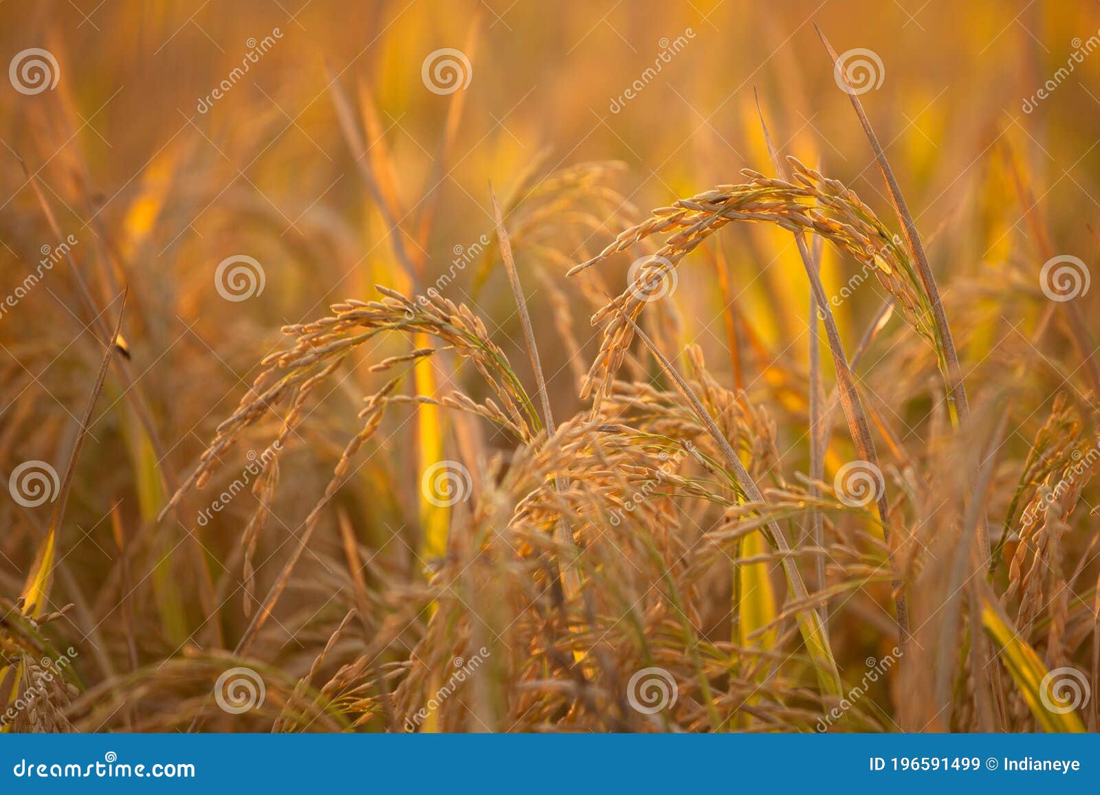 Rice Straw At The Paddy Rice Field Royalty-Free Stock Image ...