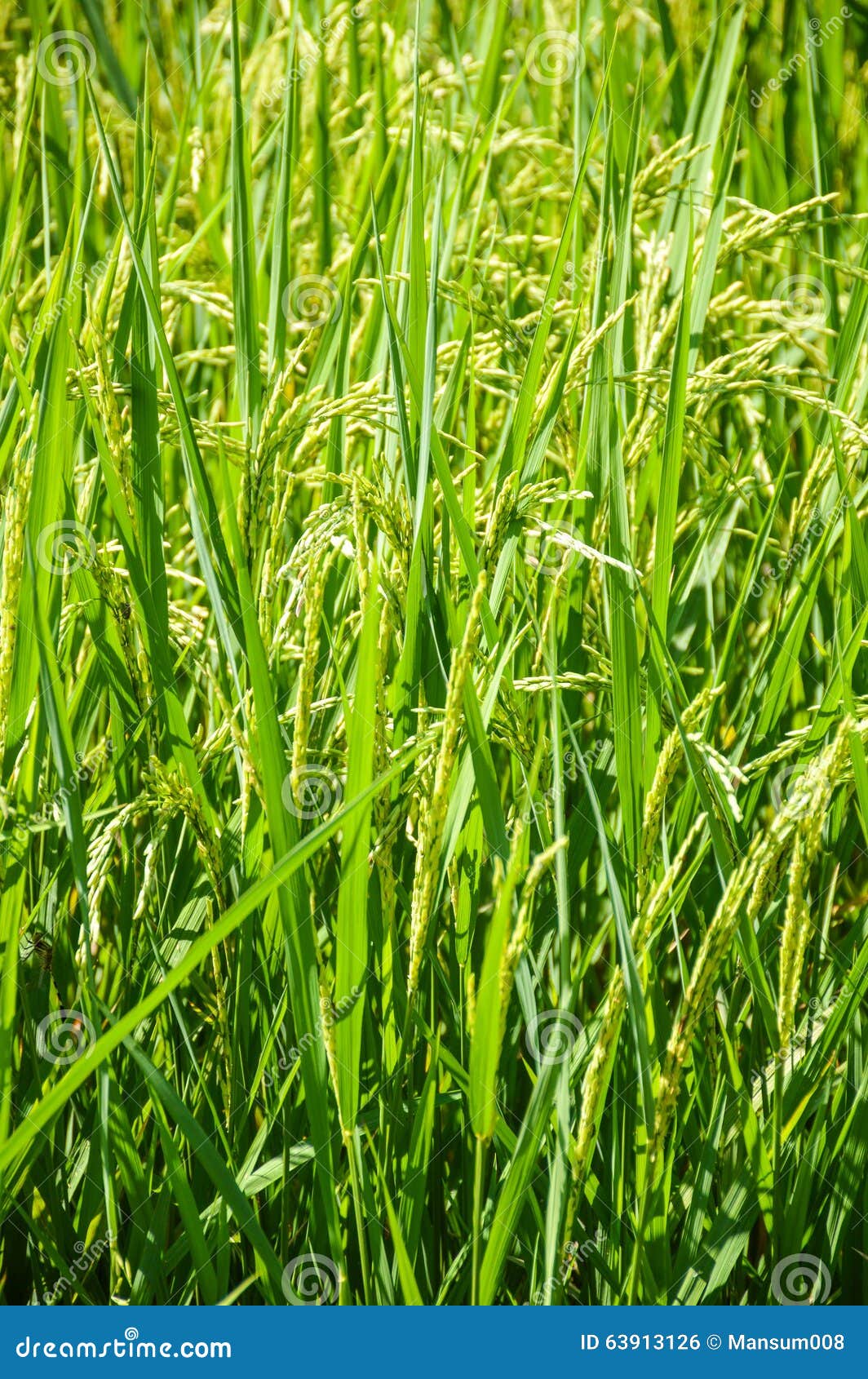 Fresh rice tree stock photo. Image of growth, leaf, rice - 63913126