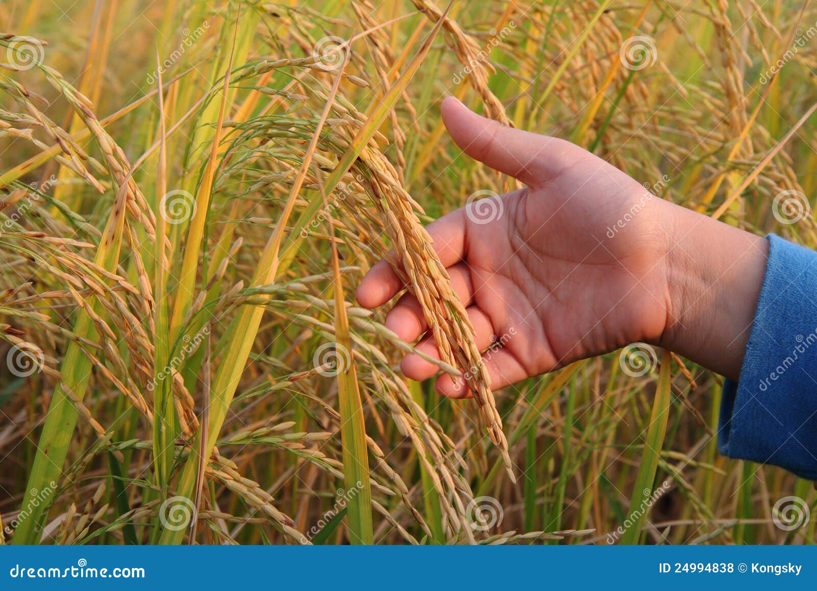 Fresh rice on young hand stock photo. Image of hand, light - 24994838