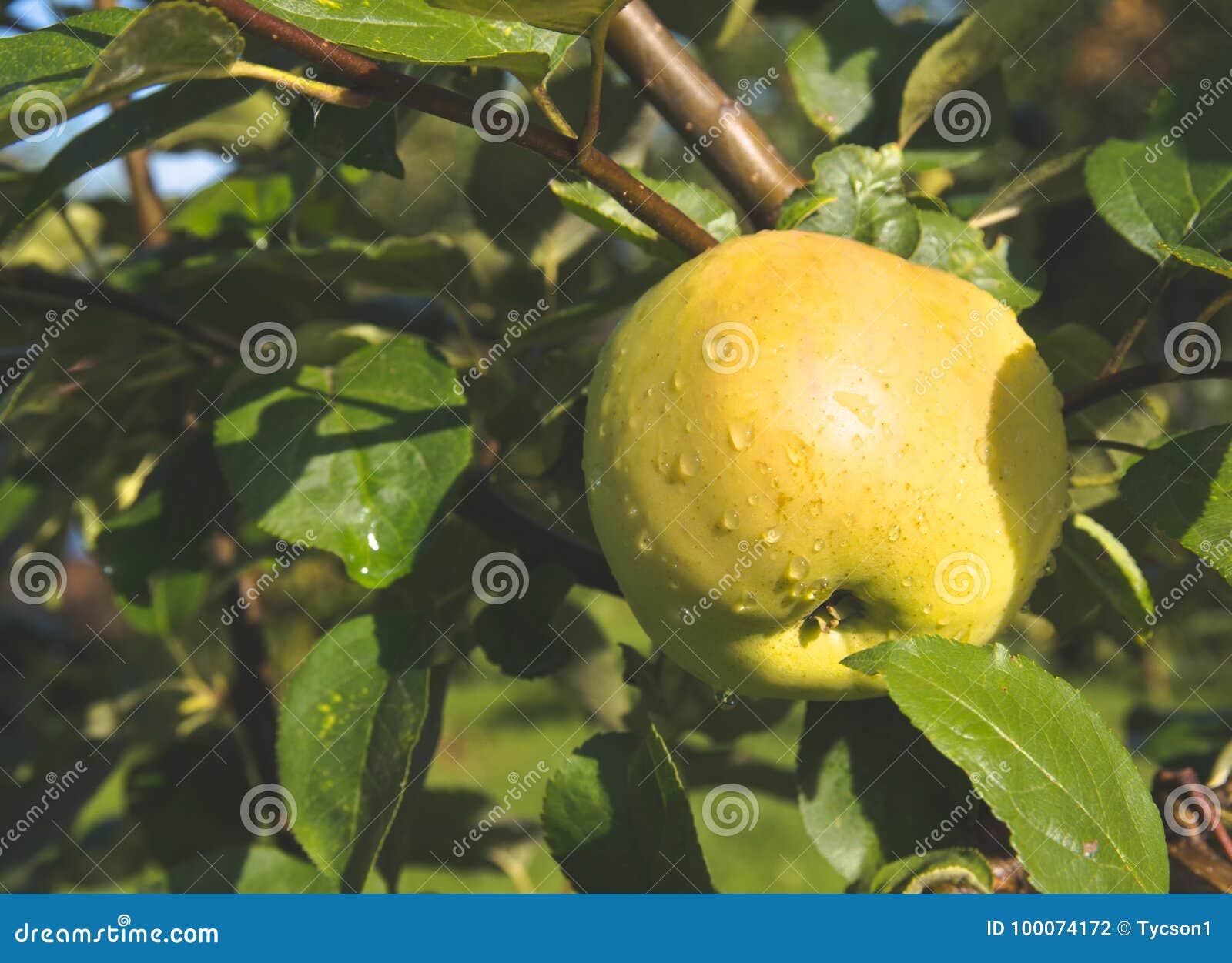 Fresh ripe apple stock photo. Image of fresh, organic - 100074172