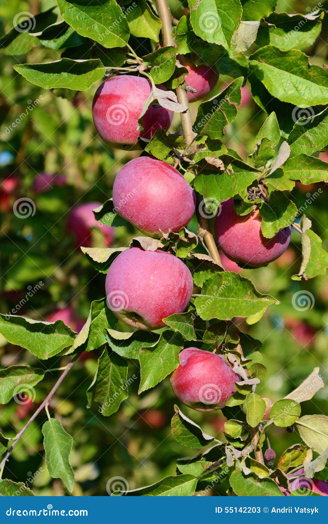 Fresh Ripe Apples on Apple Tree Branch in the Garden Stock Image ...