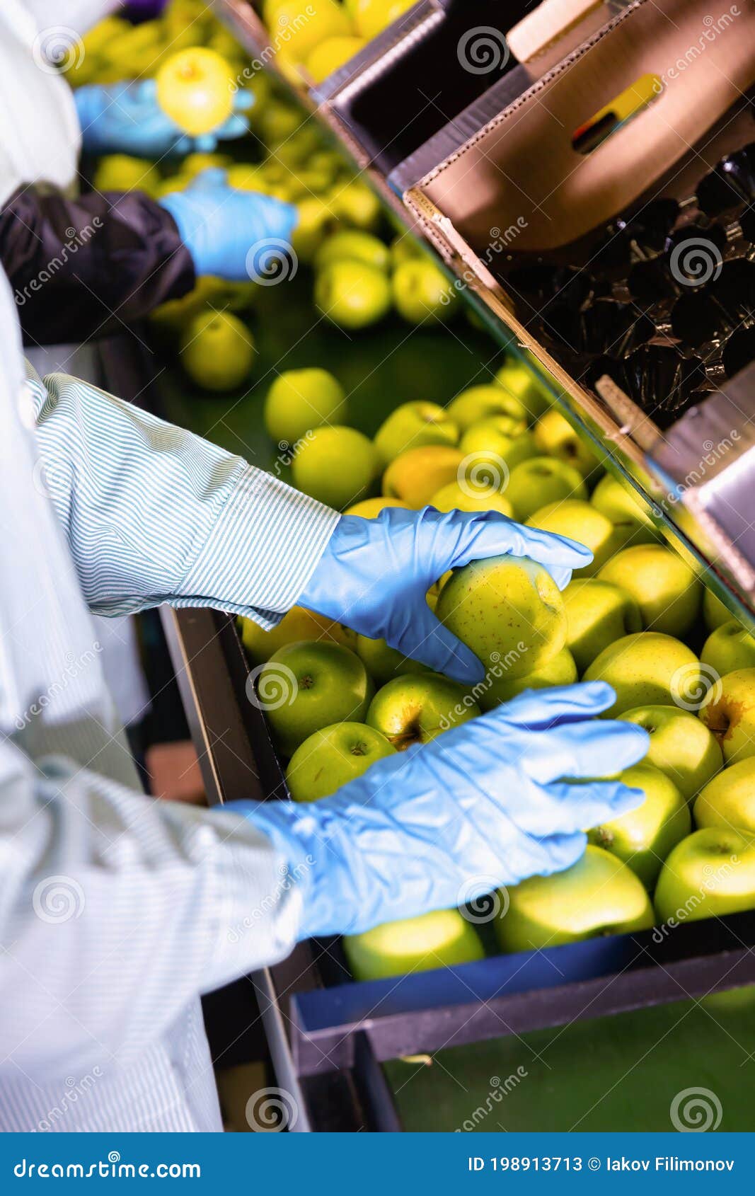 Fresh Apples Running on Rolling Conveyor of Production Line, Hands of ...