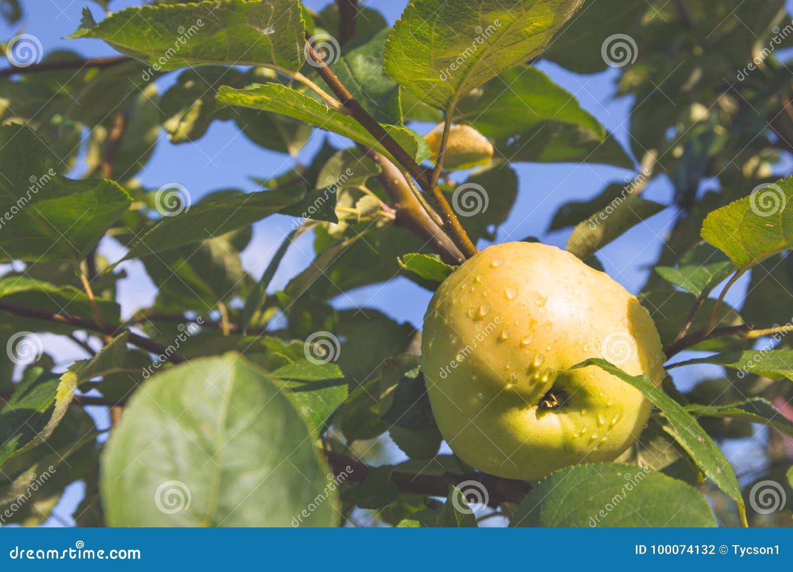 Fresh ripe apple stock photo. Image of park, garden - 100074132