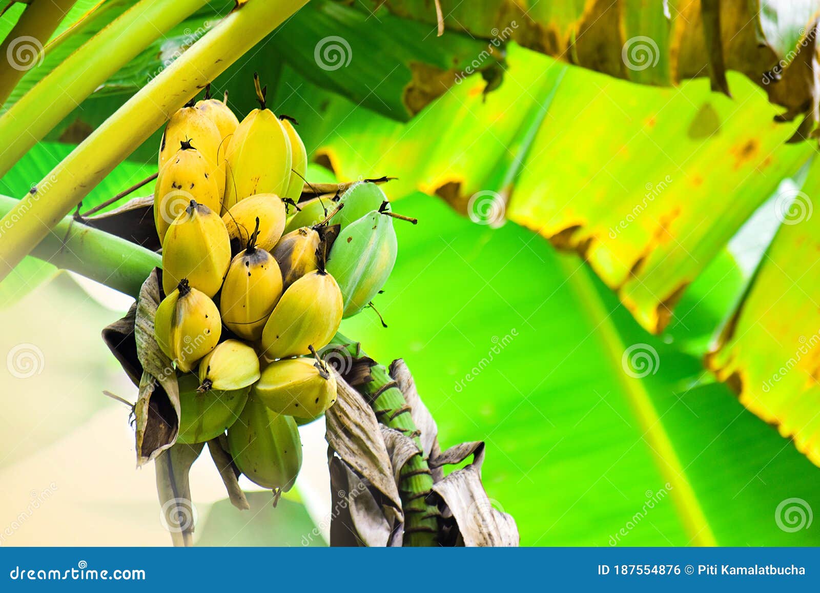 Fresh Ripe Bananas on Banana Tree in Garden Stock Photo - Image of ...