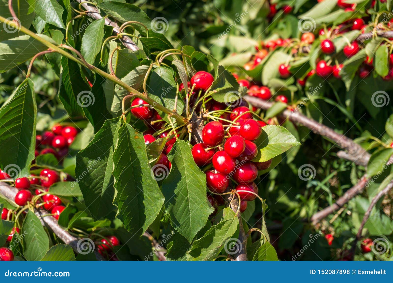 Fresh Ripe Cherries on a Cherry Tree Stock Photo - Image of fruit, food ...