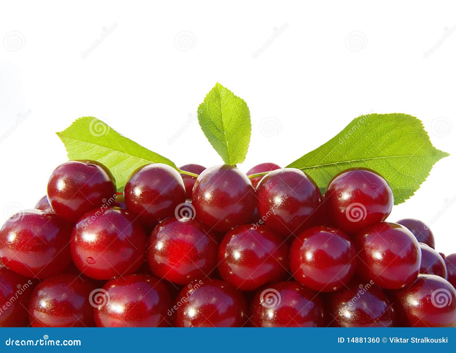 Fresh Ripe Cherries with Leaves Stock Photo - Image of cherry, eating ...
