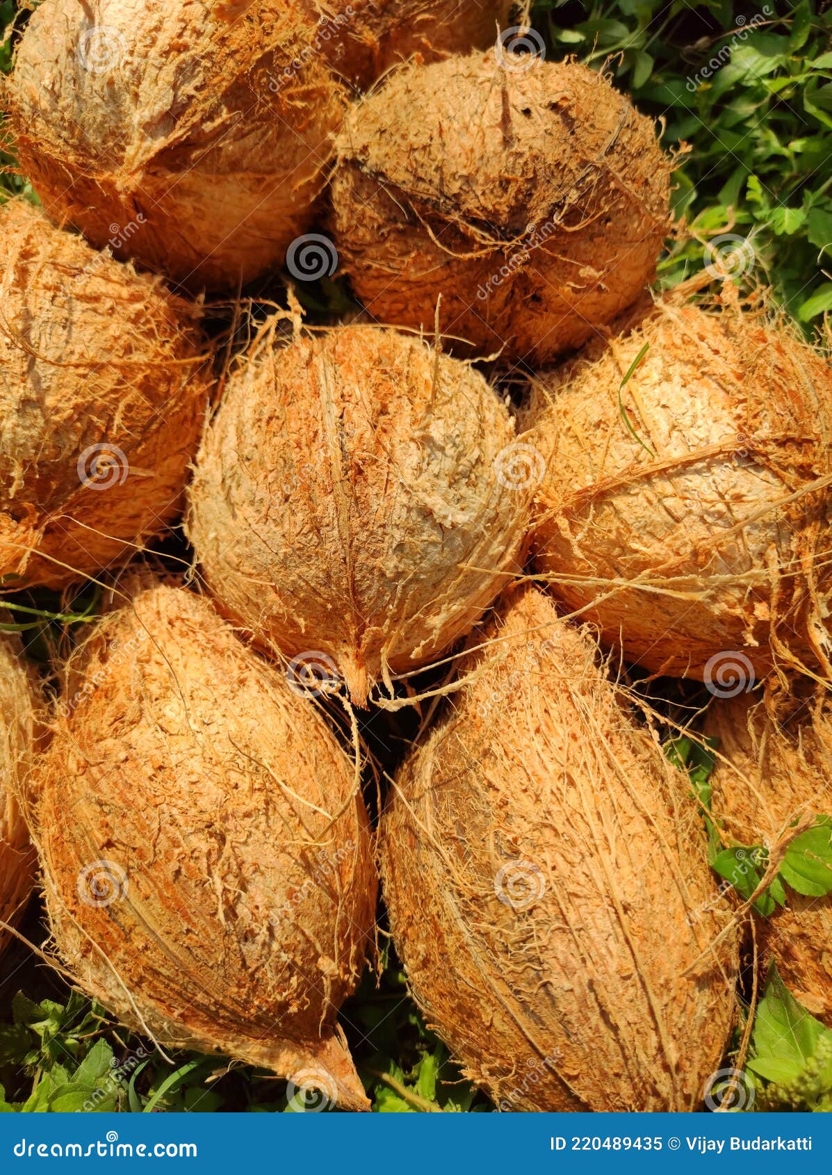 Fresh Ripe of Coconuts with Husk on Ground Stock Image - Image of food ...