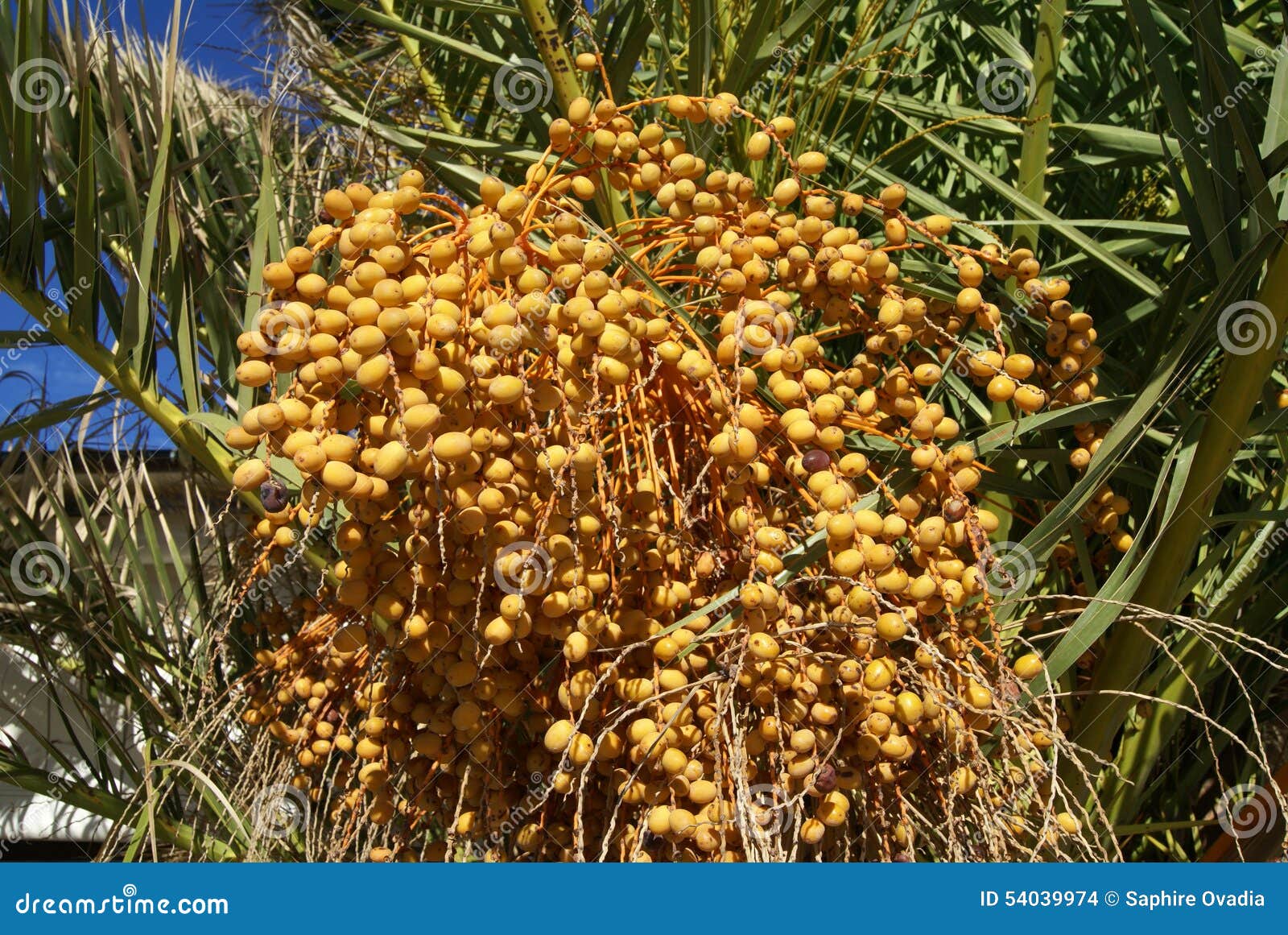 Fresh Ripe Dates Growing on a Palm Tree Stock Photo - Image of garden ...