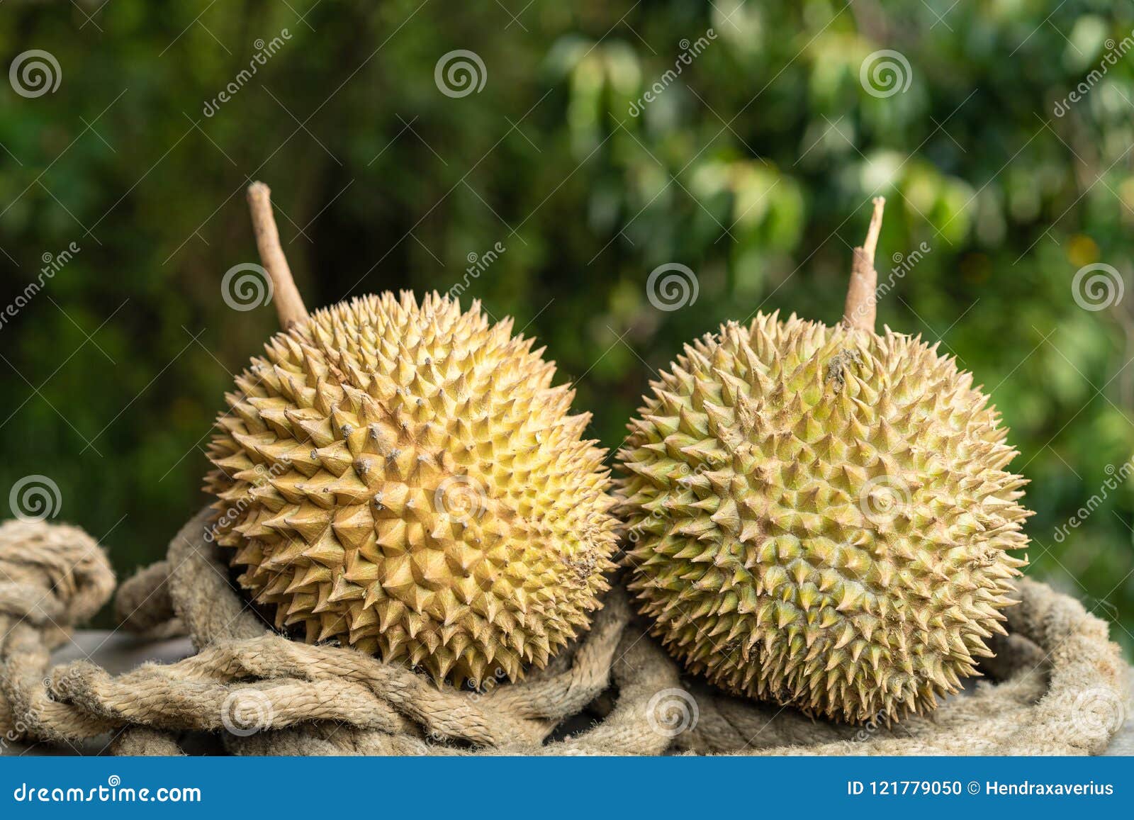 Ripe Durian Fruit With Cracked Spiky Skin On A Green Blurred Garden ...