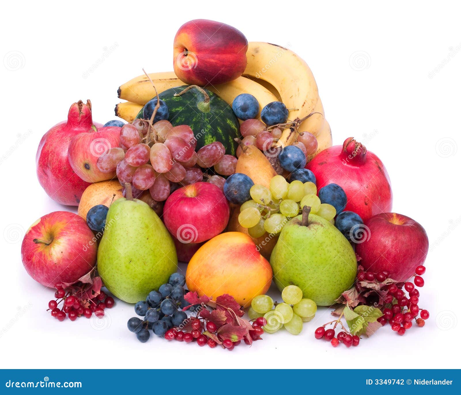 Ripe Fruits Of A Trailing Mahonia Mahonia Aquifolium Pursh Nu Royalty ...