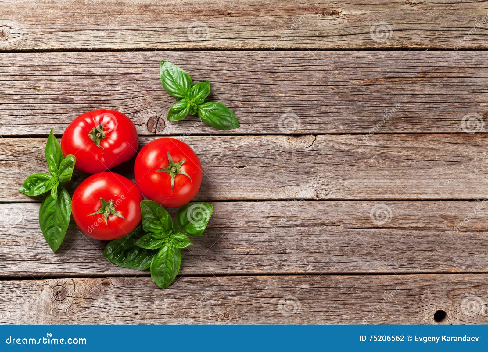 Fresh Ripe Garden Tomatoes and Basil Stock Photo - Image of leaves ...