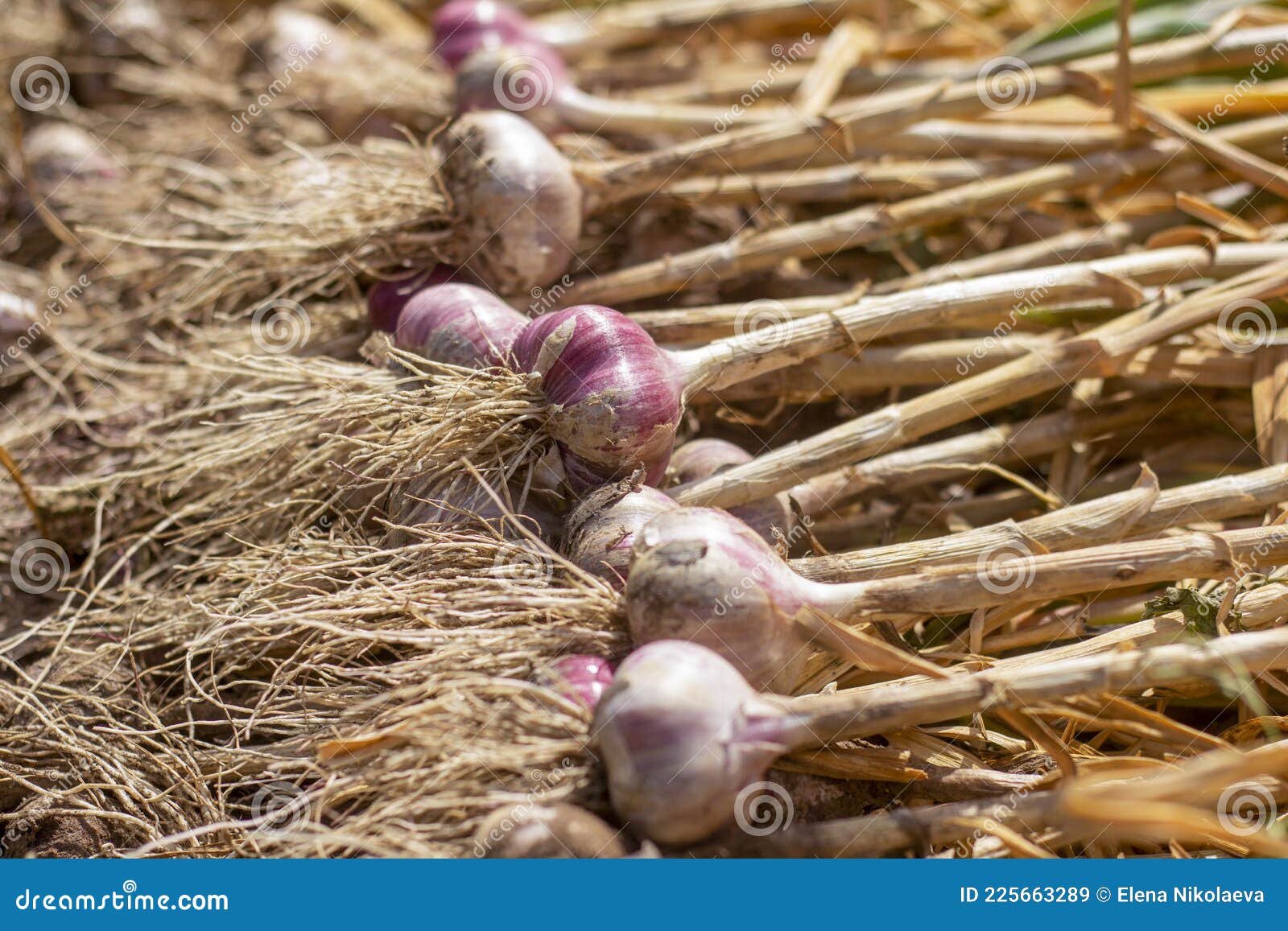Fresh Ripe Garlic is Lying on the Ground.Harvesting Stock Image - Image ...