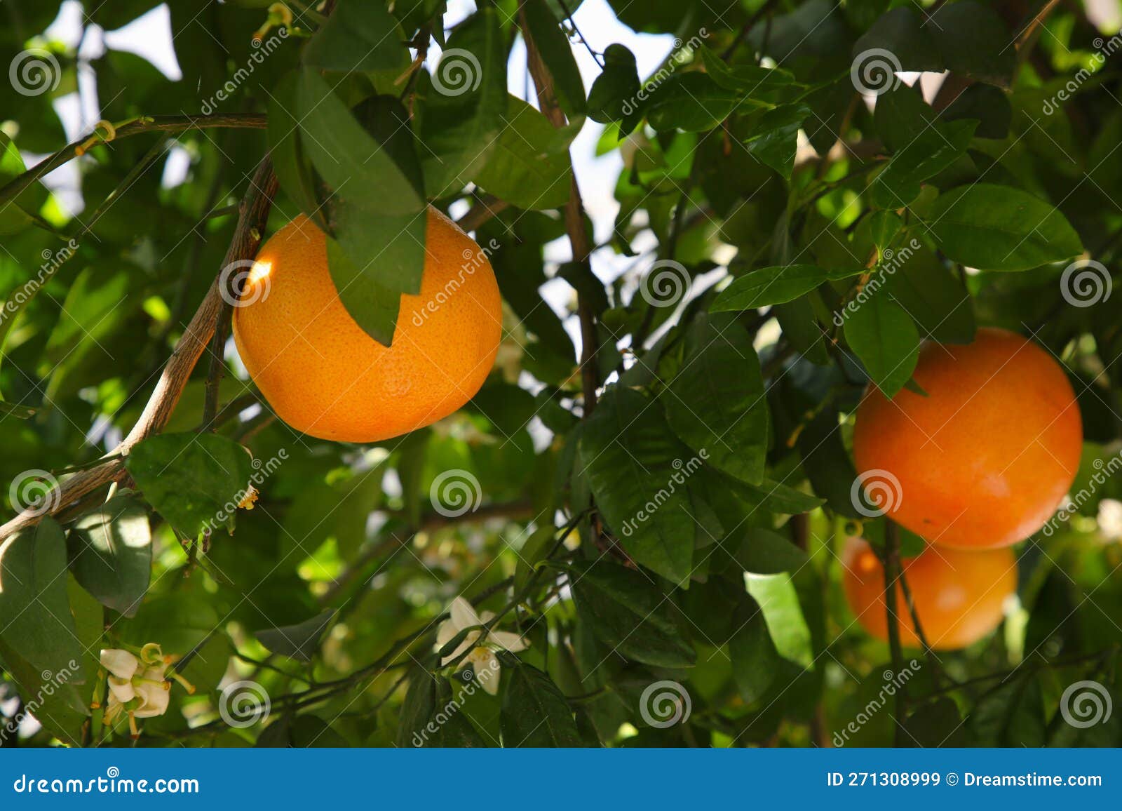 Fresh Ripe Grapefruits Growing on Tree Outdoors Stock Image - Image of ...