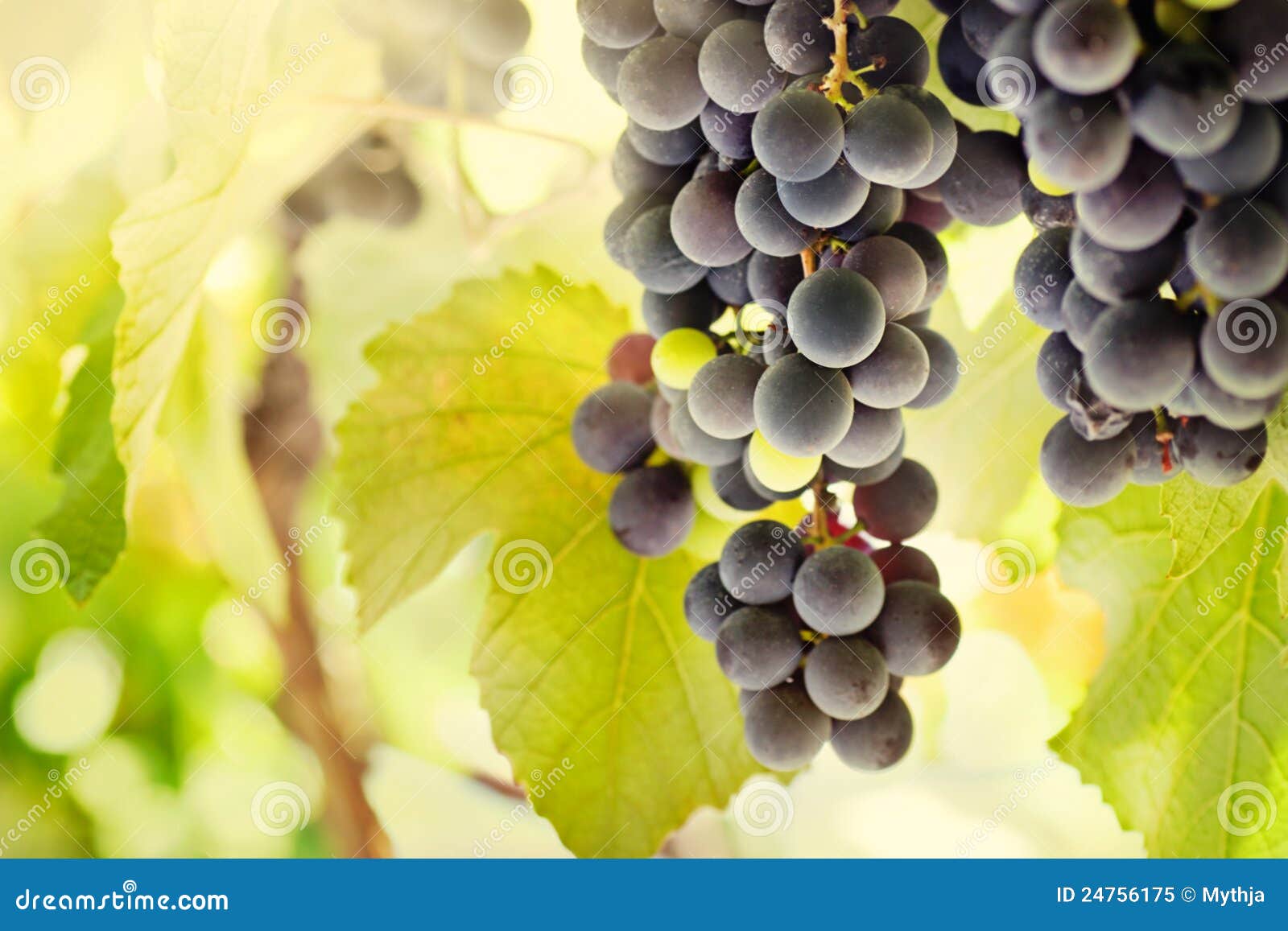 Fresh ripe grapes stock image. Image of grapevine, farming - 24756175