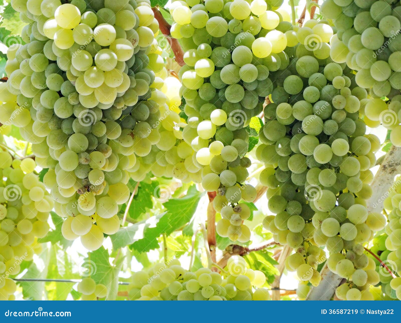 Fresh Ripe Grapes Fruit Growing in Nature Stock Image - Image of vine ...