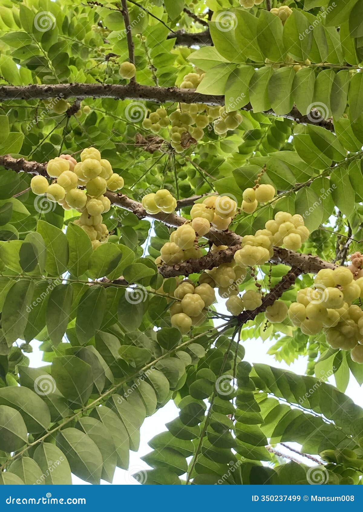Star Gooseberry Fruit. Phyllanthus Acidus, Known As The Otaheite ...