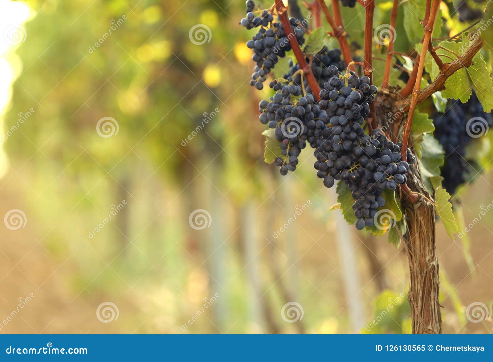 Grapevine Branches Stock Photos - 915 Images - Page 2