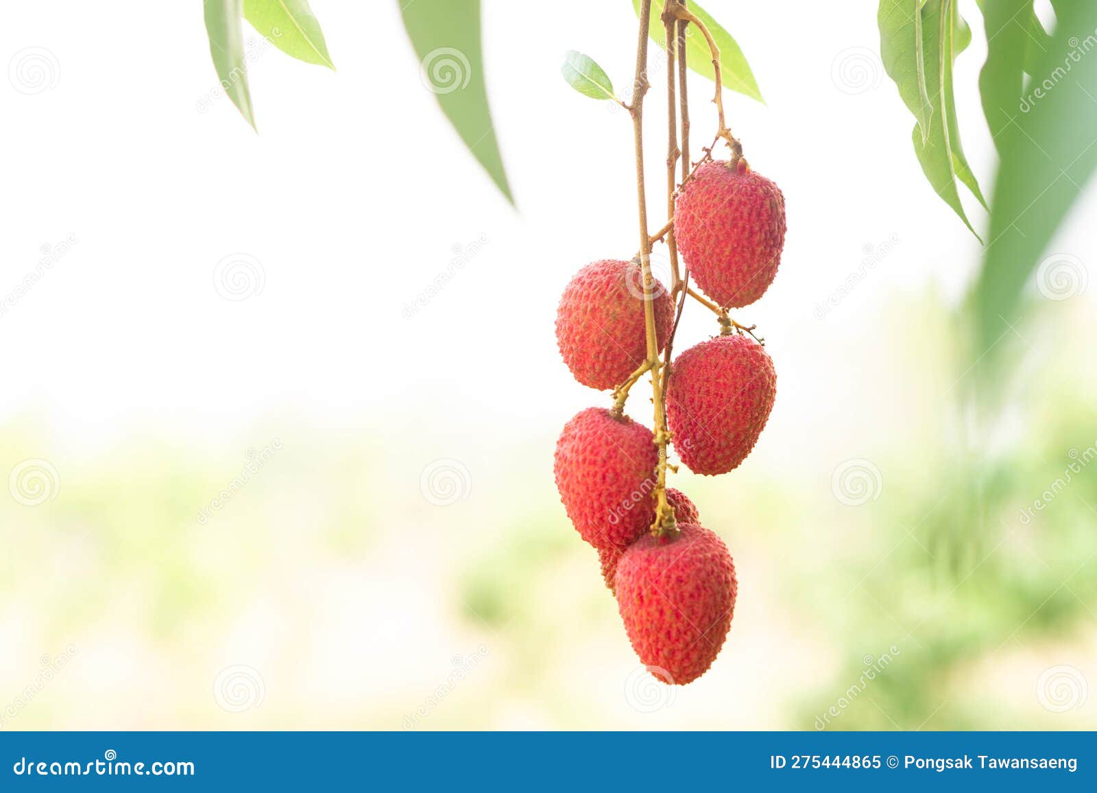 Fresh Ripe Lychee Fruit Hanging on Lychee Tree in Morning Garden Stock ...