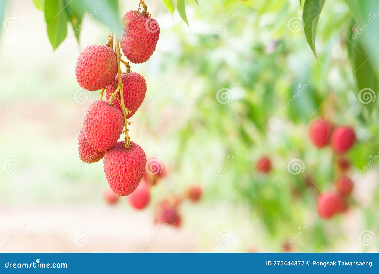 Fresh Ripe Lychee Fruit Hanging on Lychee Tree in Morning Garden Stock ...
