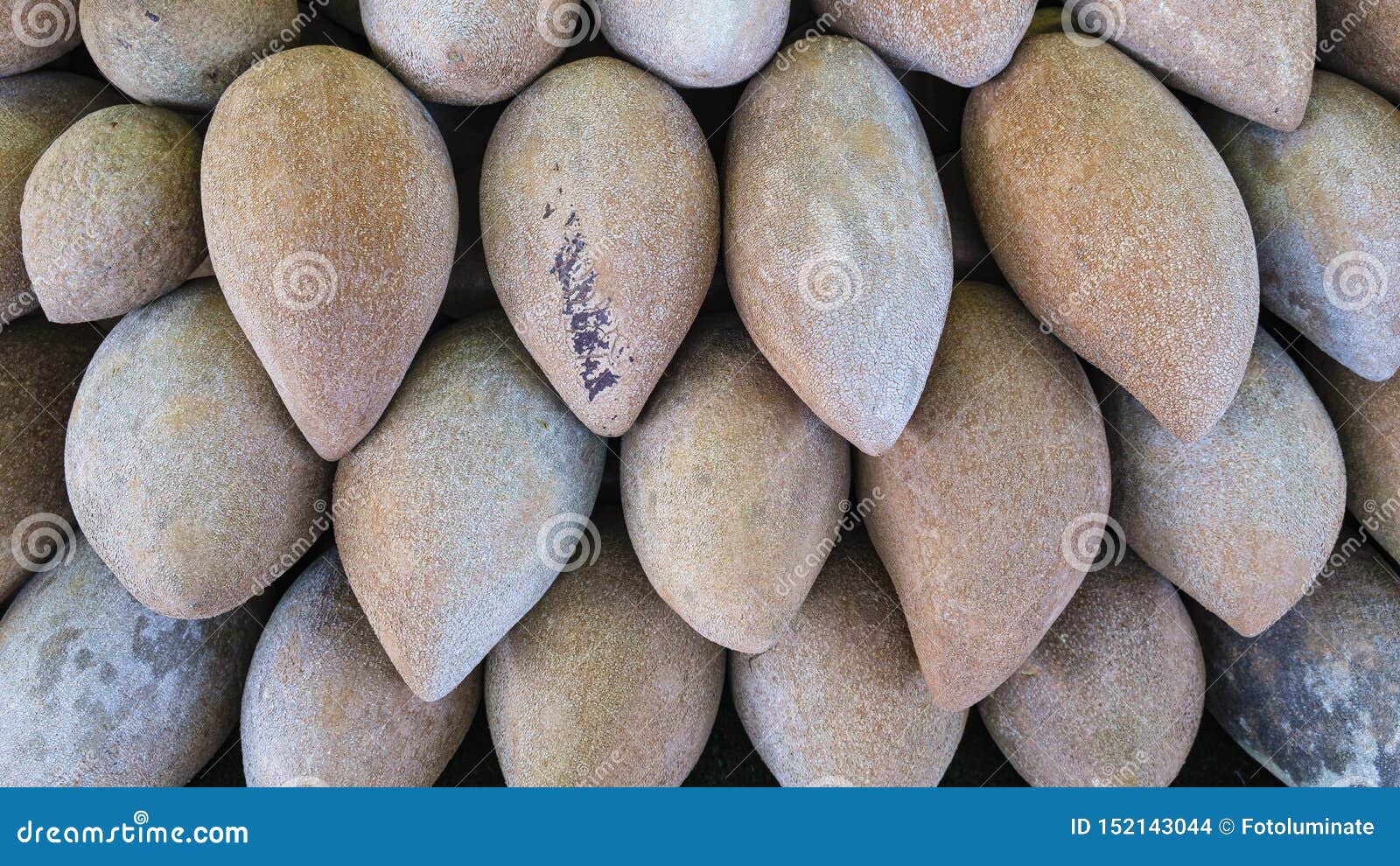Fresh ripe mamey stock photo. Image of natural, tropical - 152143044
