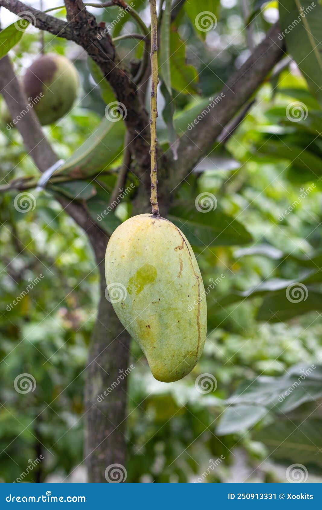 Fresh Ripe Mango Hanging on the Tree Close Up Stock Image - Image of ...