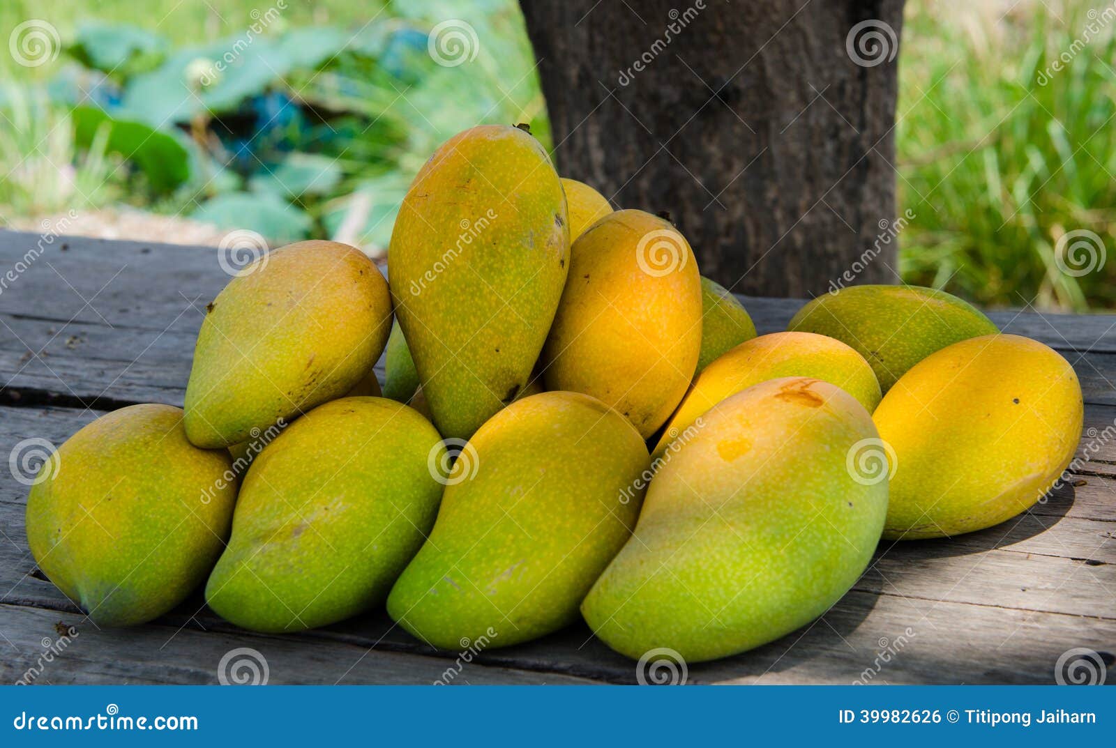 Fresh ripe mango stock photo. Image of colorful, fresh - 39982626