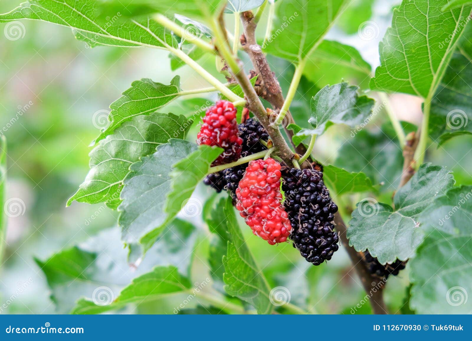 Fresh Ripe Mulberry Berries on Tree Stock Photo - Image of healthy ...