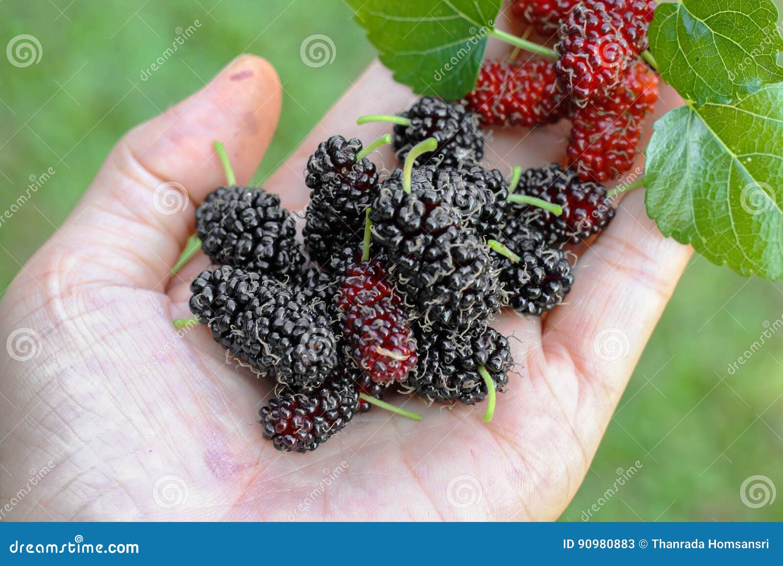 Fresh Ripe Mulberry Berries Stock Image - Image of lots, mulberries ...