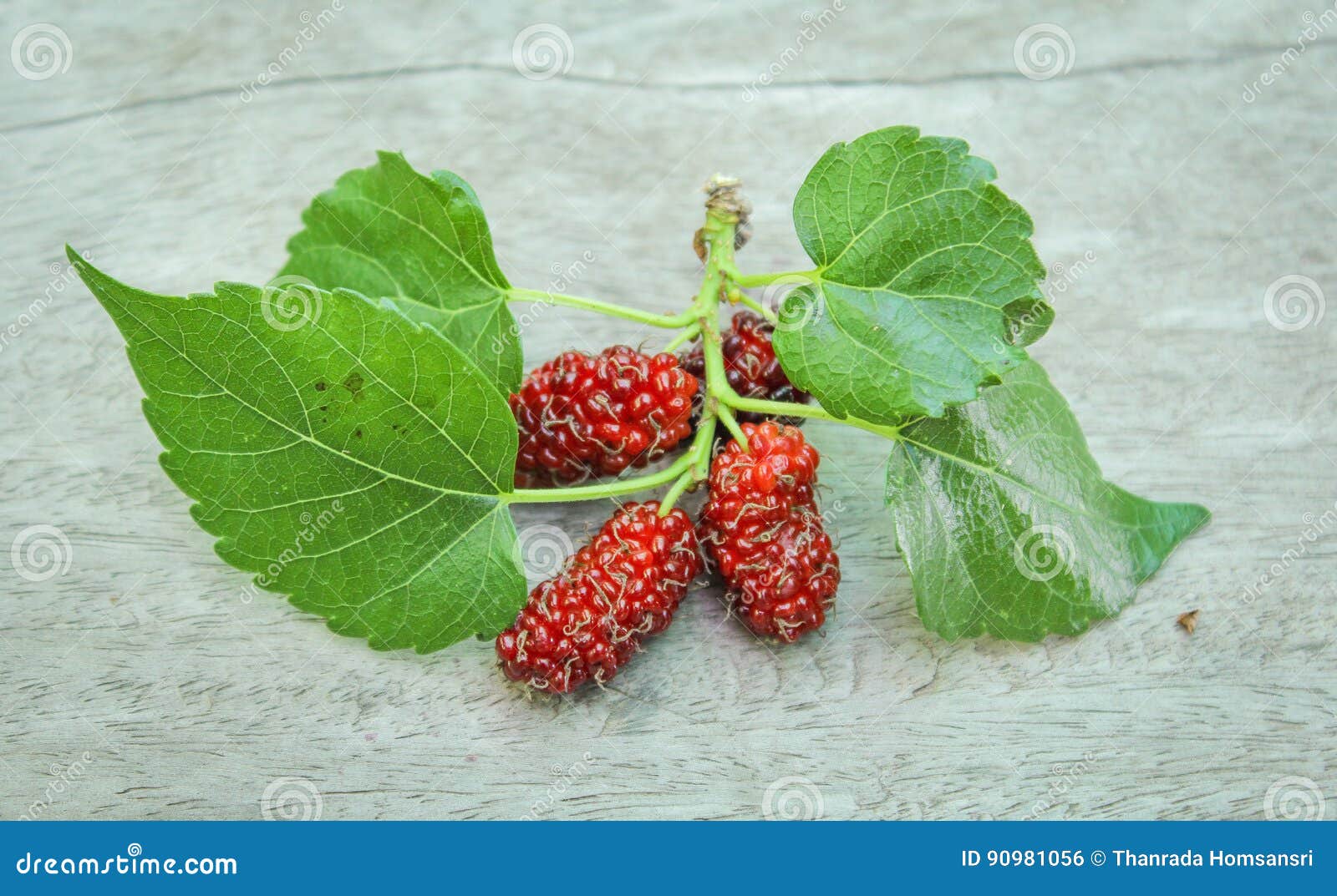 Fresh Ripe Mulberry Berries Stock Photo - Image of leaf, colourful ...