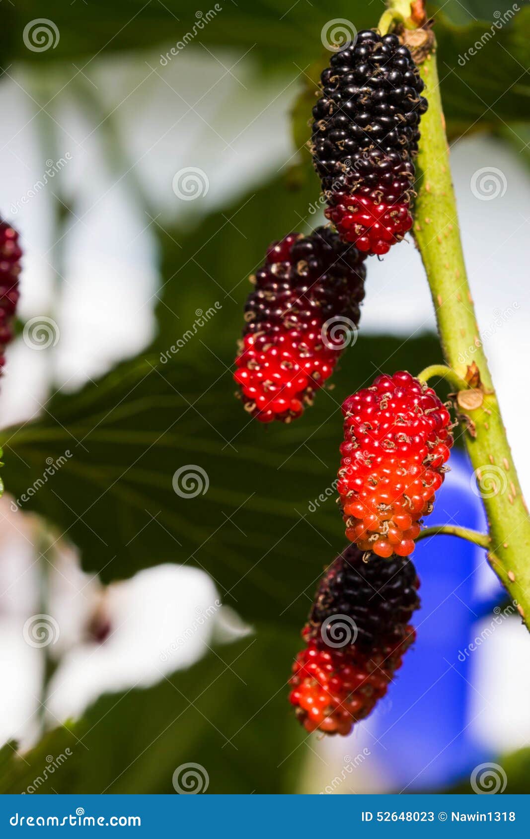 Fresh Ripe Mulberry Berries on Tree Stock Image - Image of eating ...