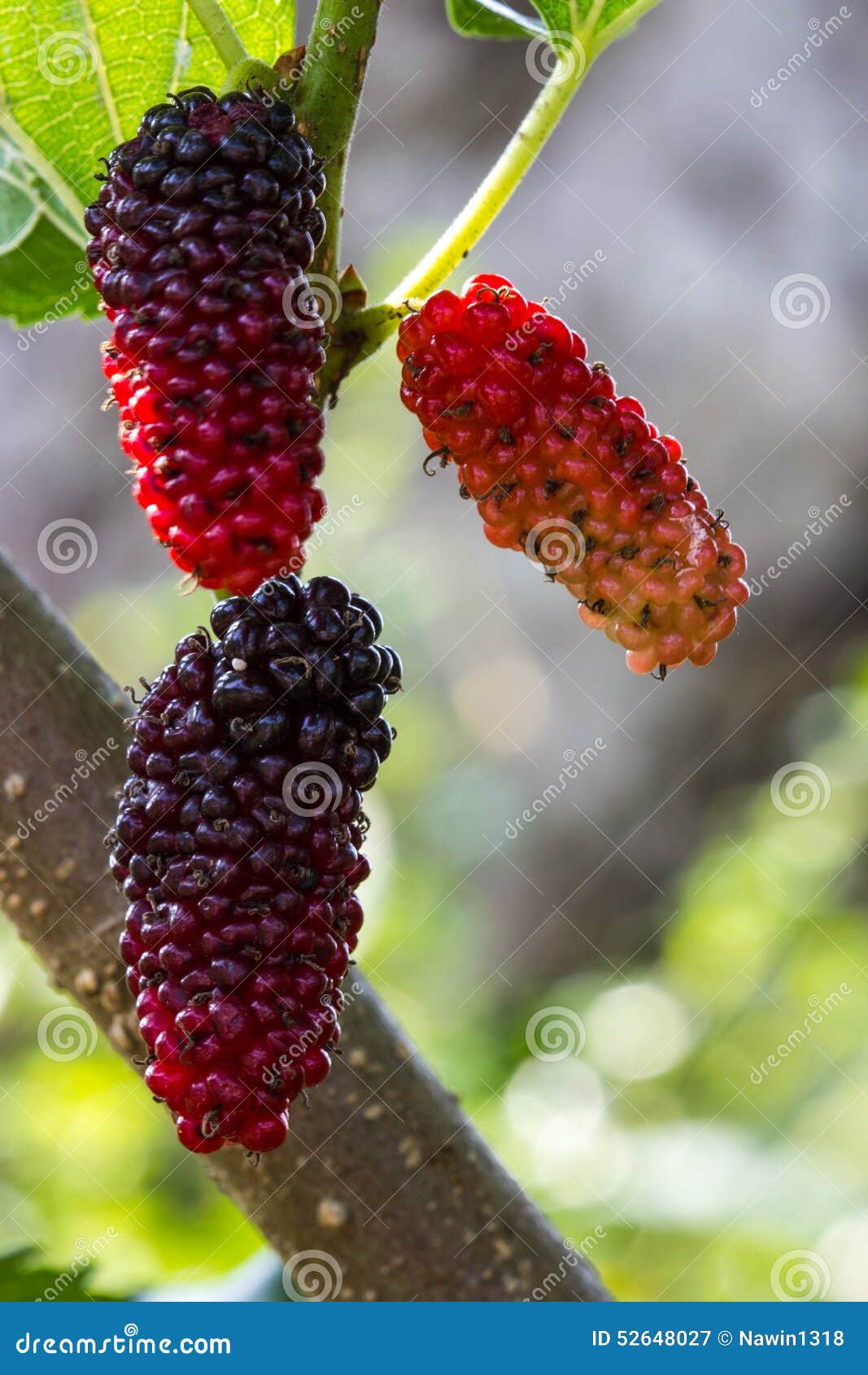 Fresh Ripe Mulberry Berries on Tree Stock Image - Image of delicious ...
