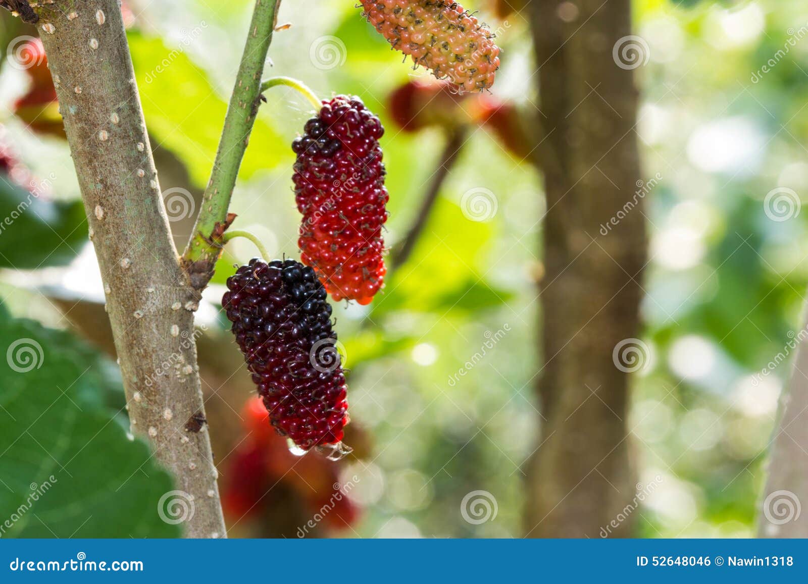 Fresh Ripe Mulberry Berries on Tree Stock Photo - Image of gourmet ...