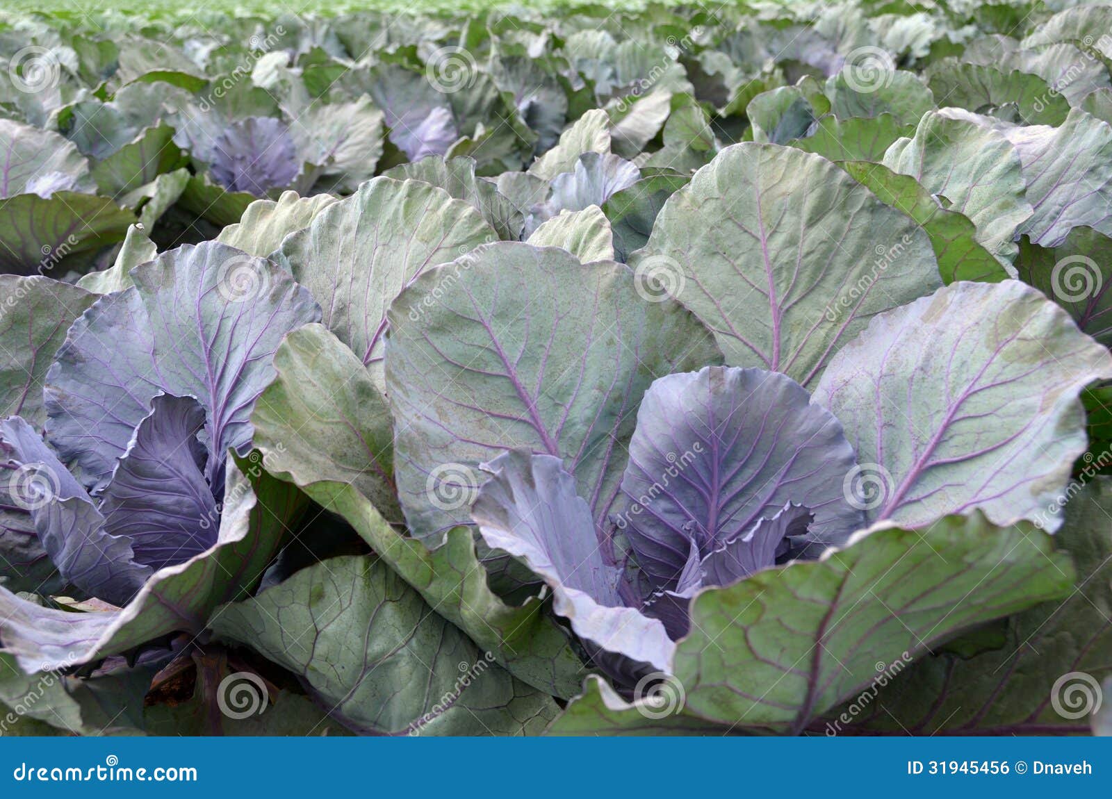 Fresh and Ripe Multicolored Collard Stock Photo - Image of agriculture ...