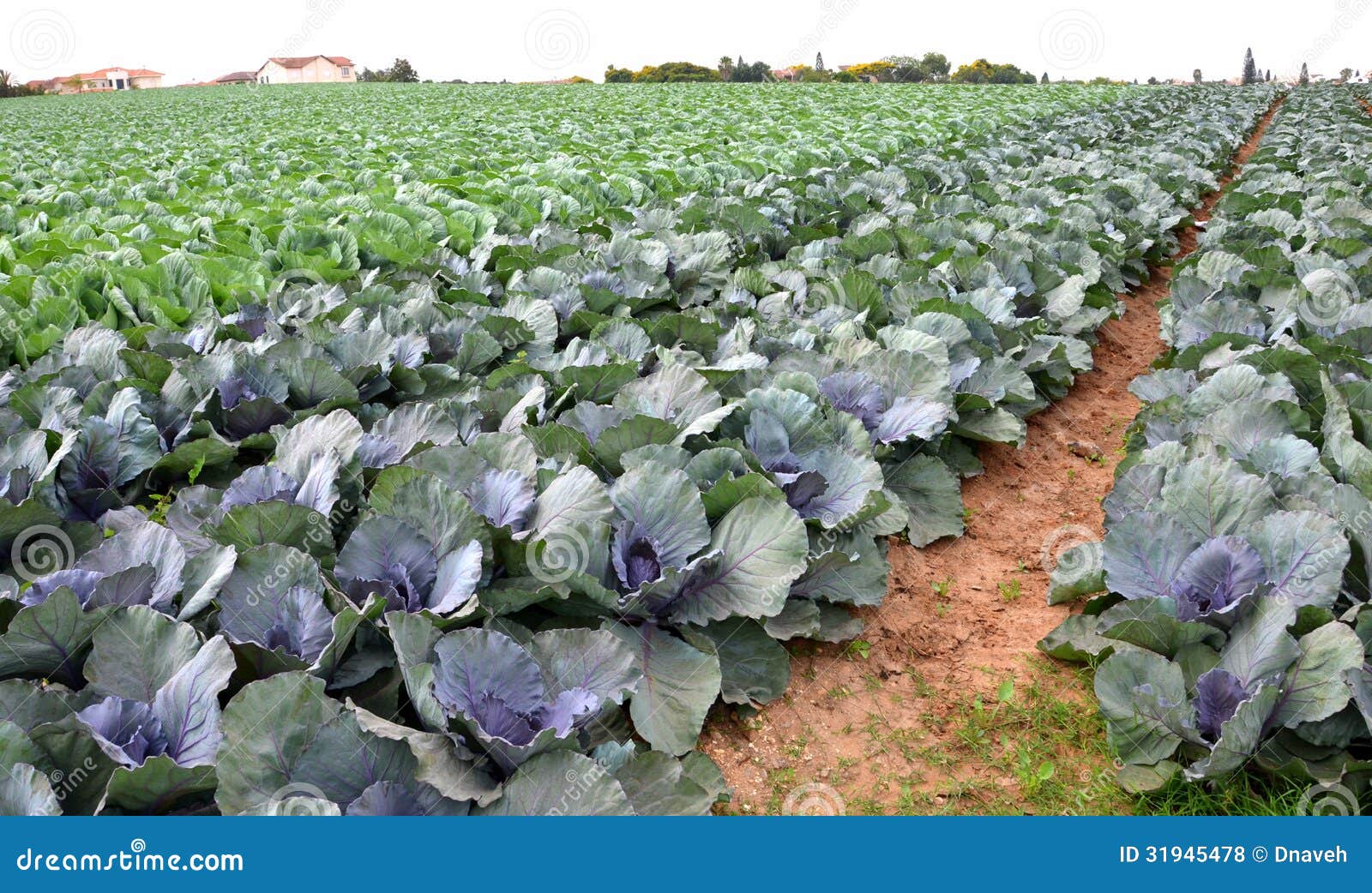 Fresh and Ripe Multicolored Collard Stock Photo - Image of farm, trees ...