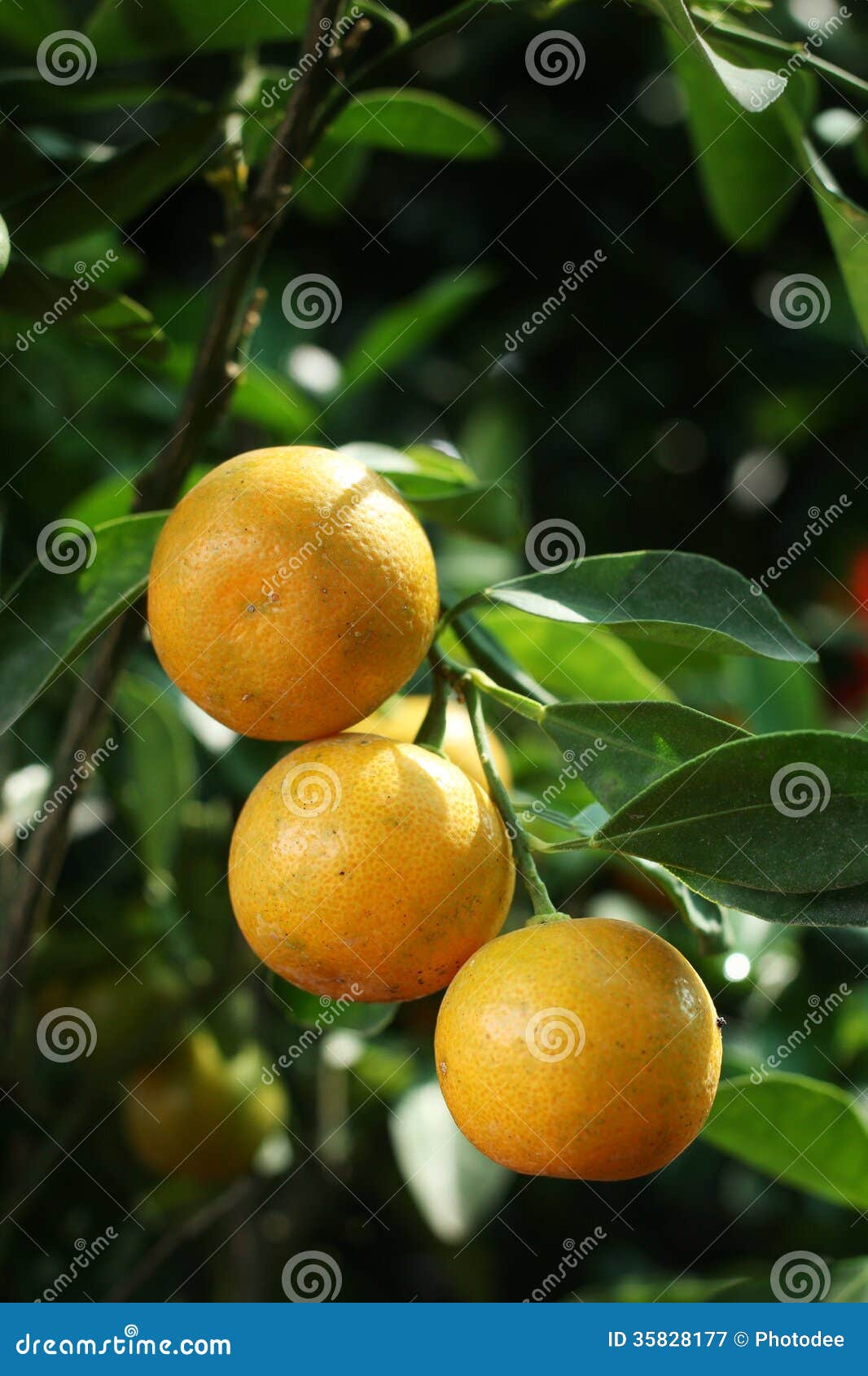 Fresh ripe orange stock image. Image of oranges, fresh - 35828177