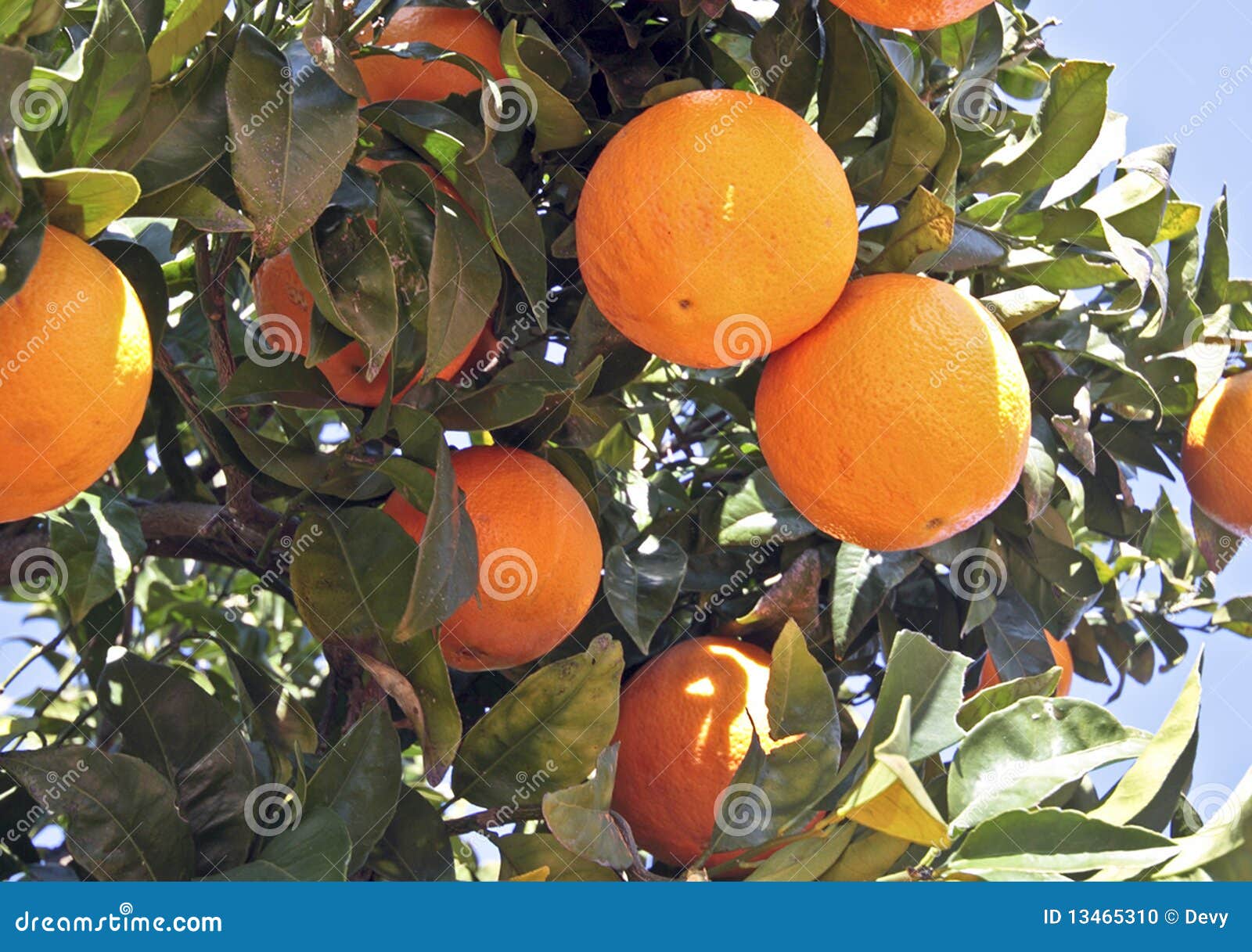 Fresh Ripe Oranges Hanging in the Tree Stock Photo - Image of freshness ...