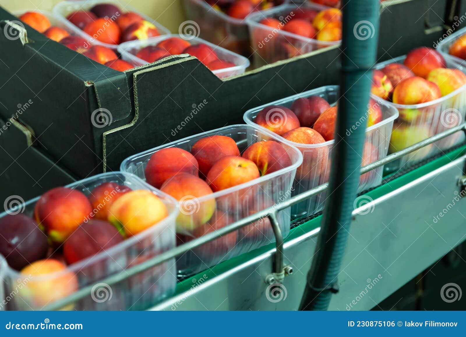 Peaches in Plastic Containers on Packing Conveyor Belt Stock Photo ...
