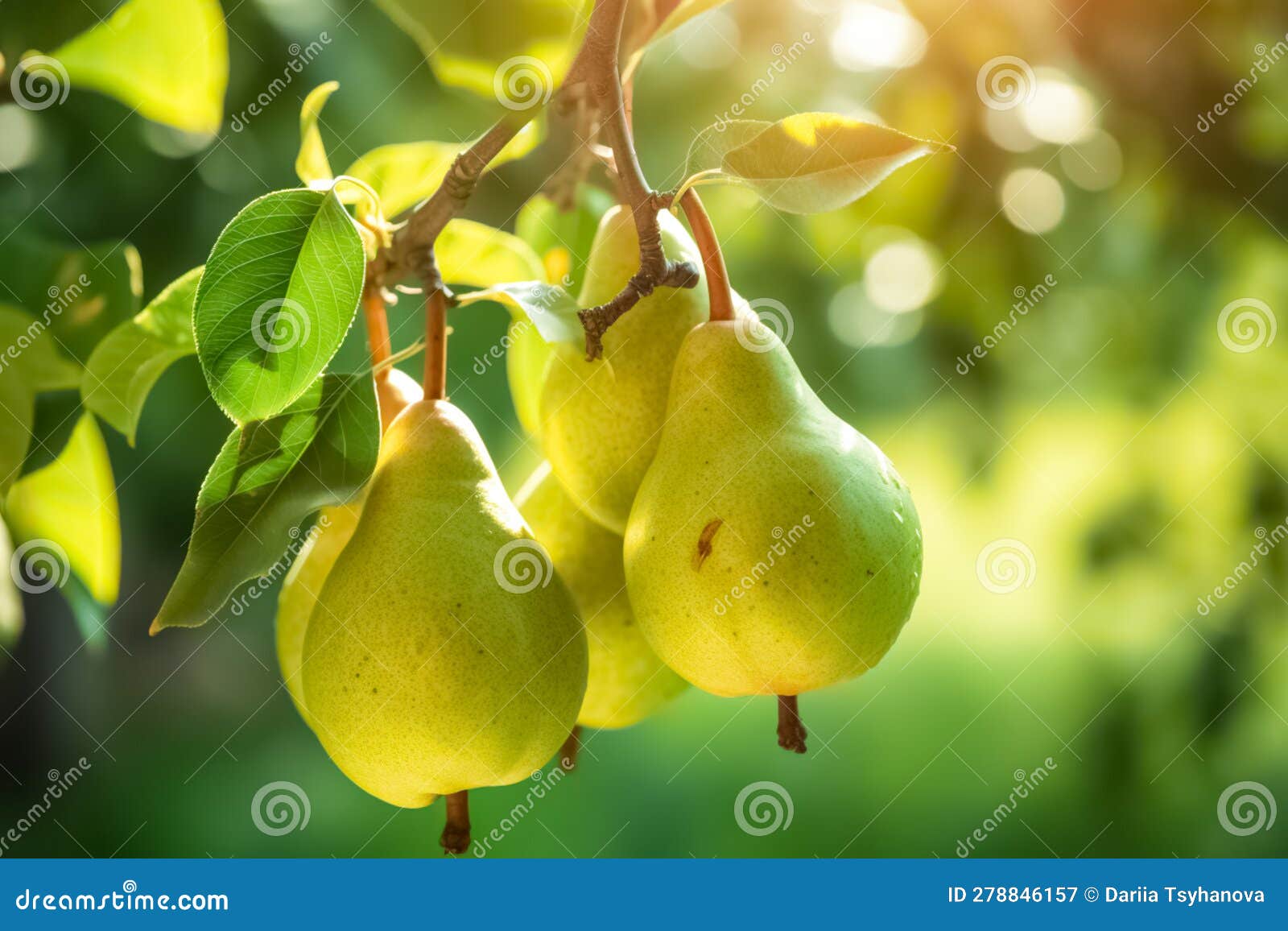 Fresh Ripe Pears on the Pear Tree in Fruit Farm. Stock Illustration ...