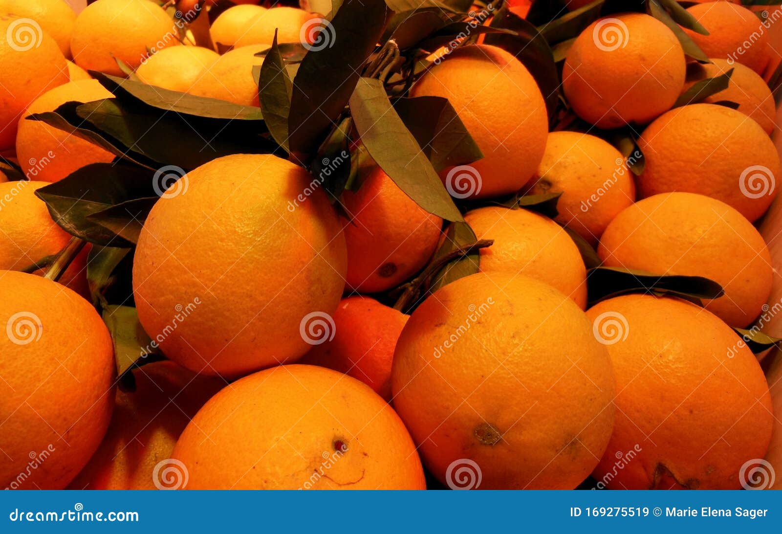 Fresh Ripe Picked Oranges stock image. Image of fresh - 169275519